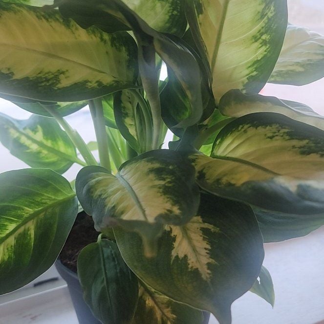 Sumi | A plant by @FunWildflowers on Greg