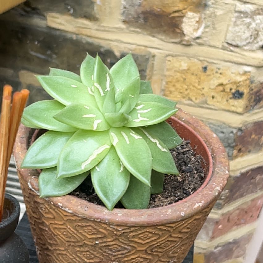 Busta Rhymes | A plant by @Zarazarazara on Greg