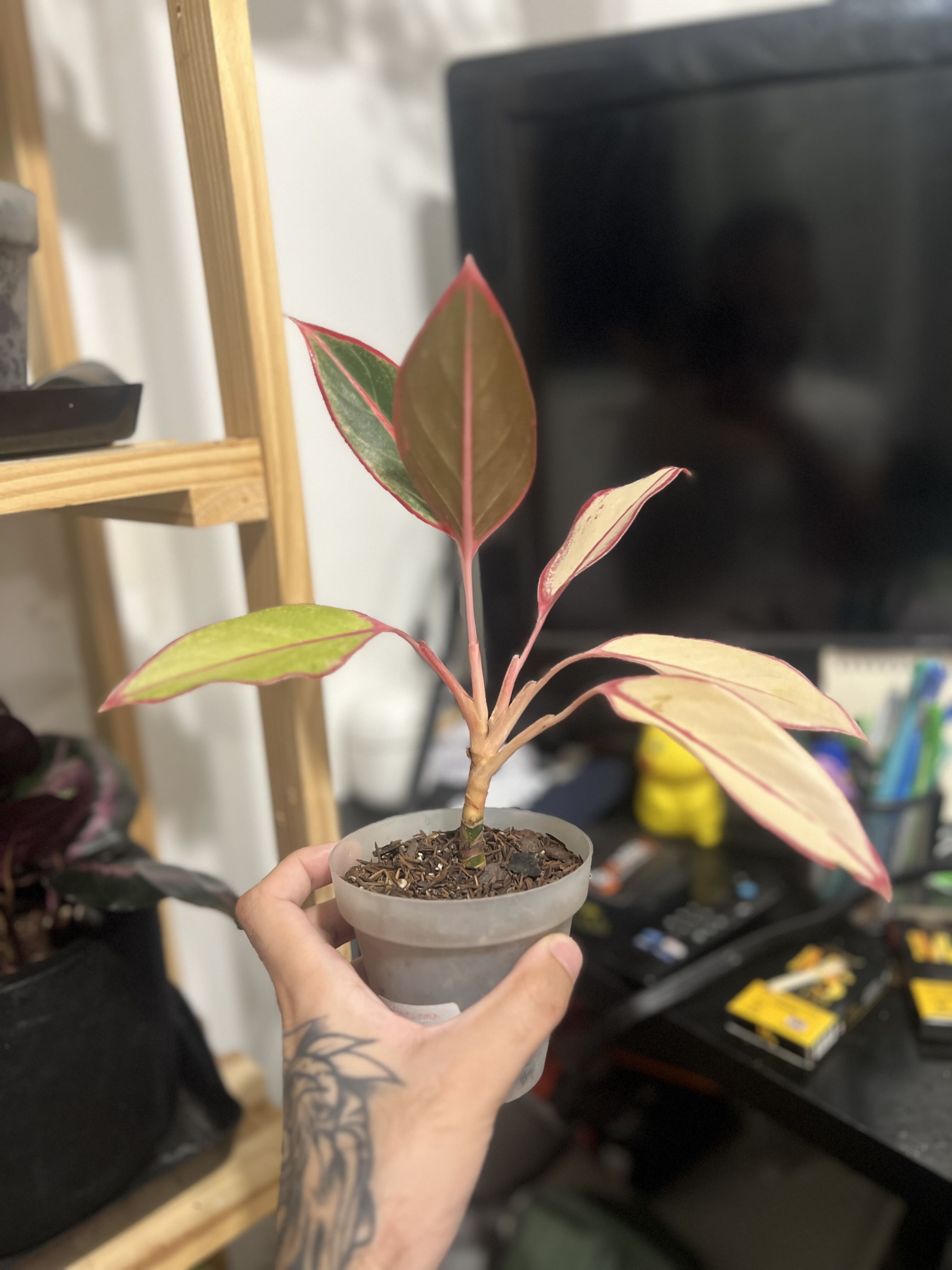 How to Care for Red Siam Aurora Aglaonema: Mastering Water, Sunlight & More