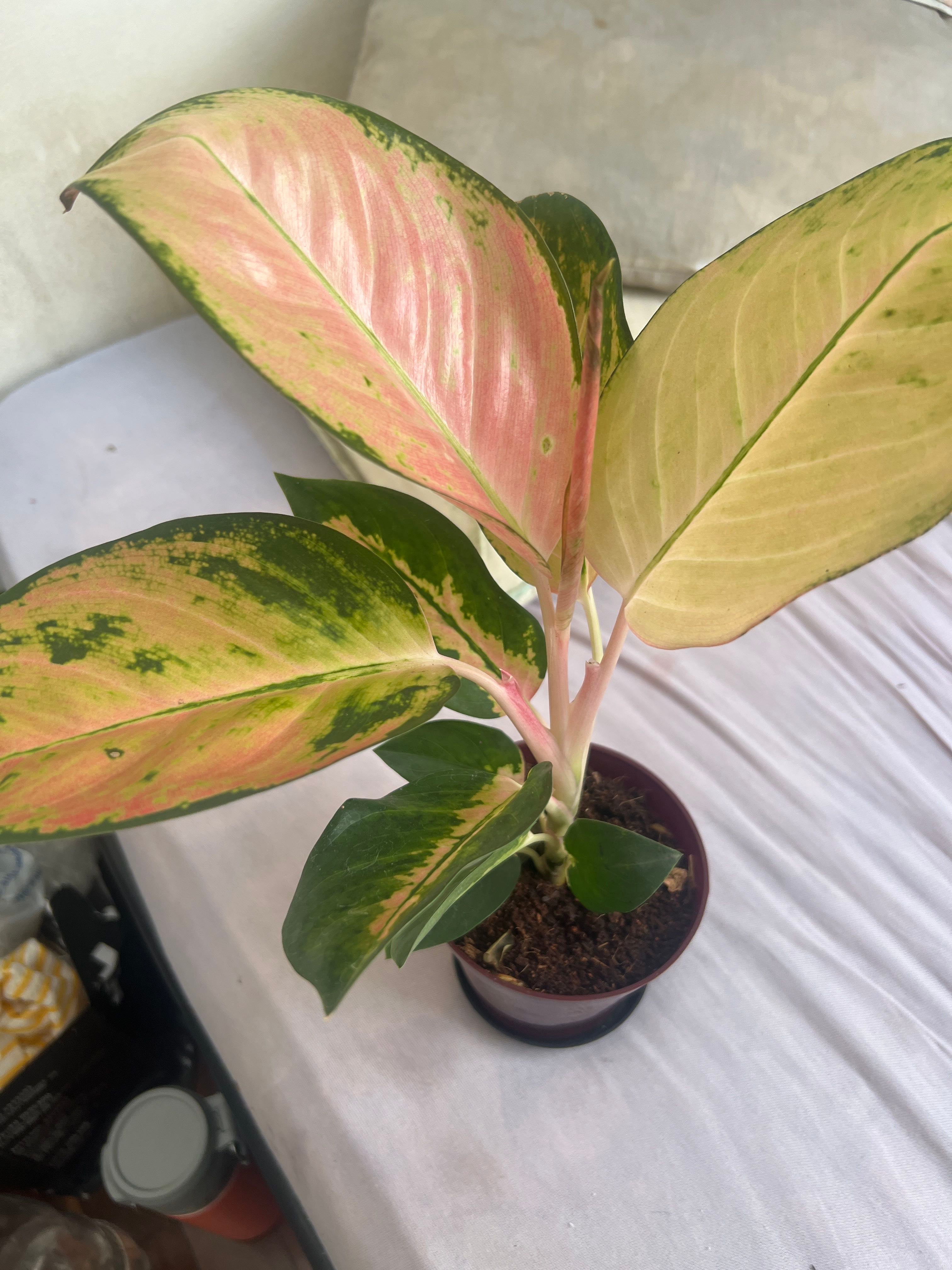 🌸 Ultimate Guide to Aglaonema 'Pink Cochin' Lifecycle