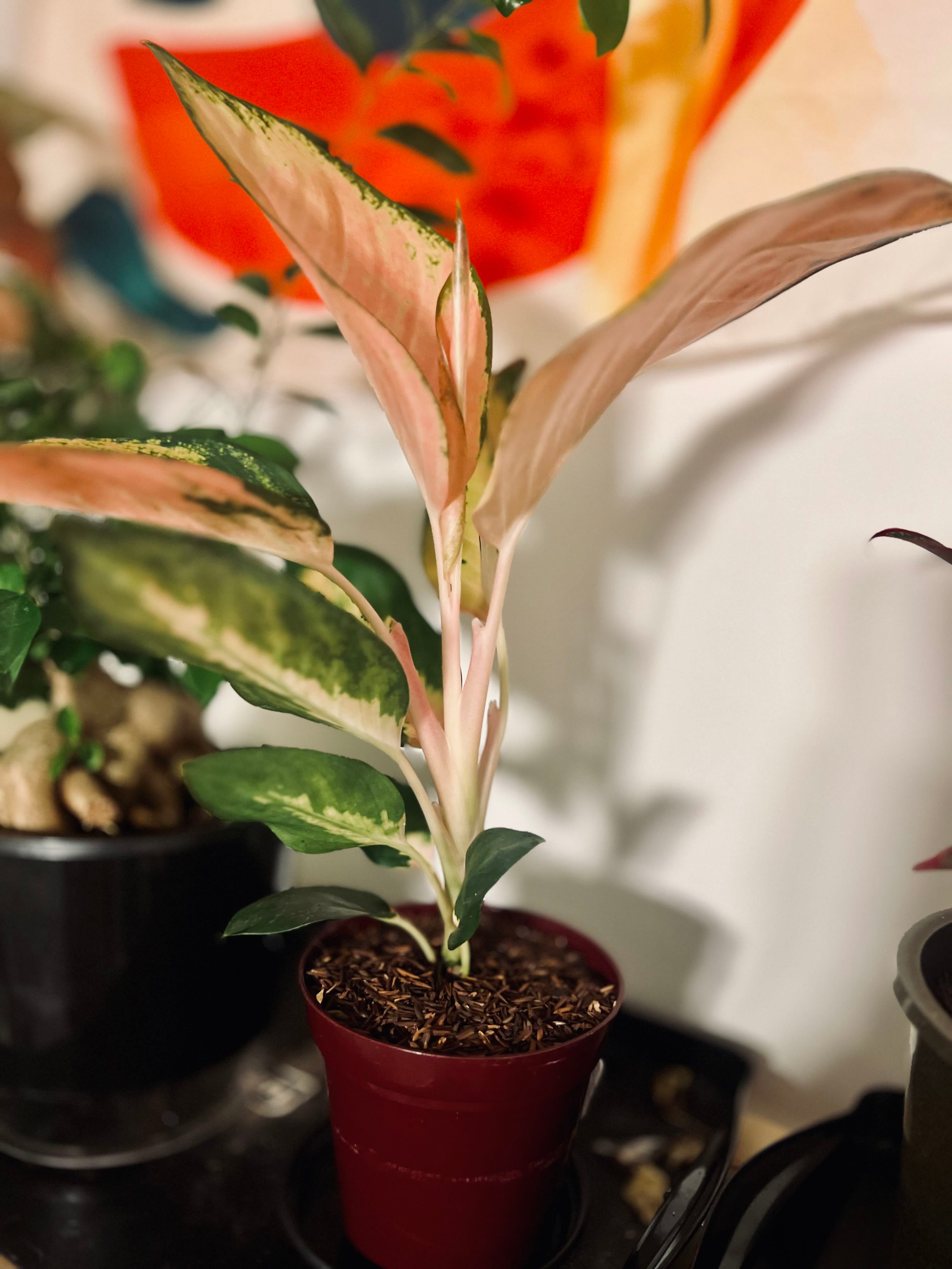 🌸 Ultimate Guide to Aglaonema 'Pink Cochin' Lifecycle
