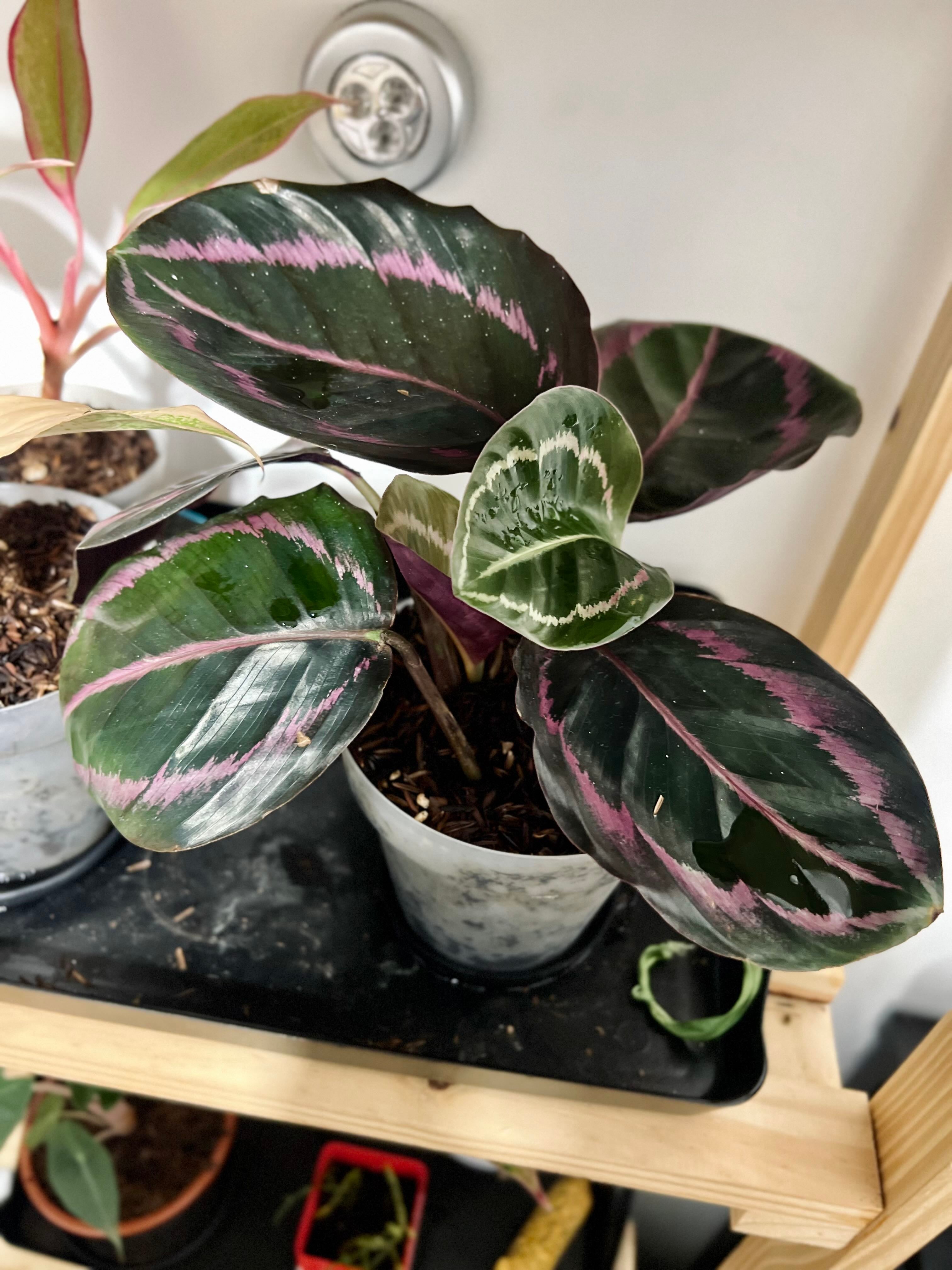Calathea lietzei 'Stella' Plant Care: Water, Light, Nutrients | Greg App 🌱