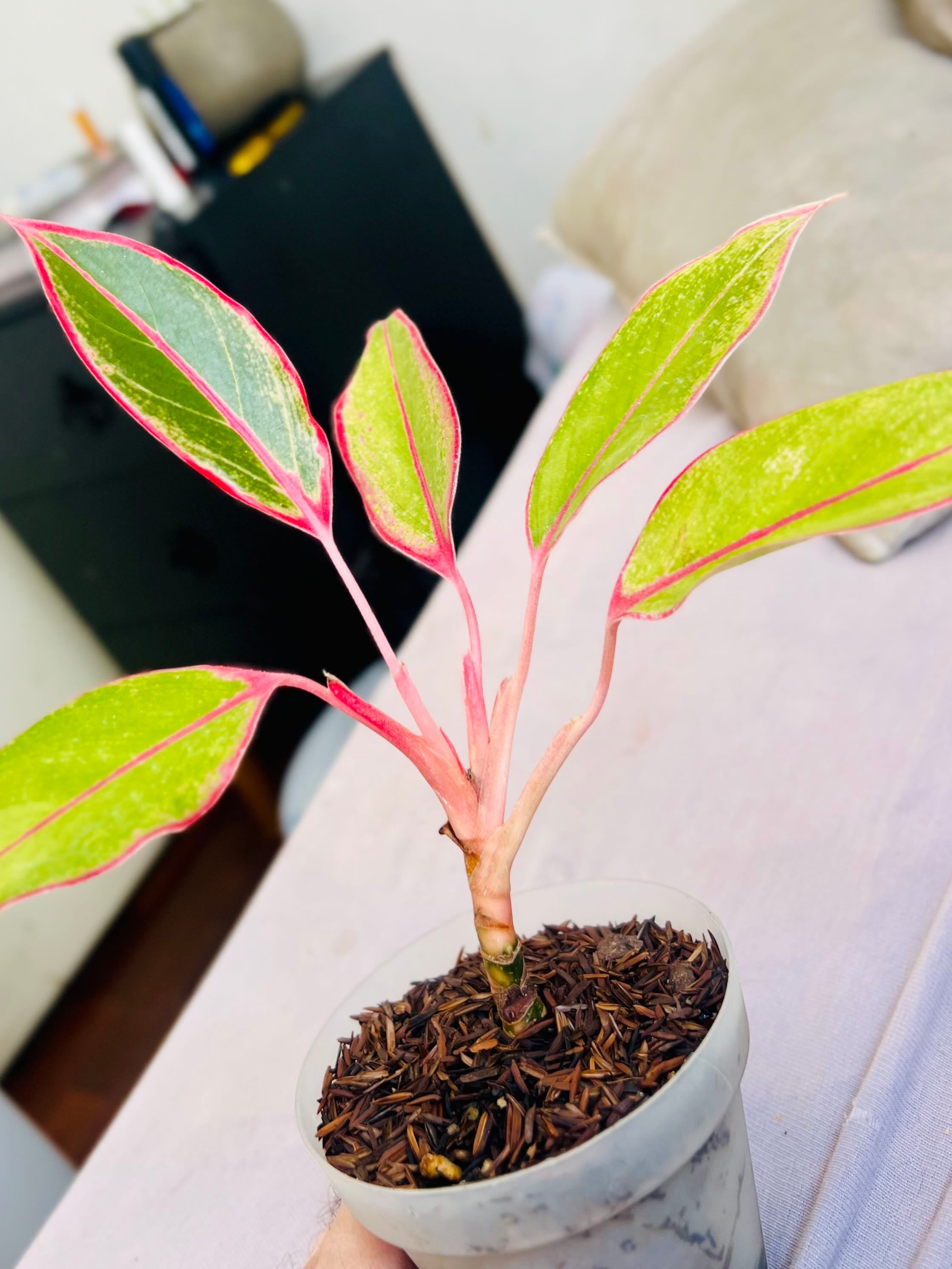Aglaonema 'Spotted Star' Root Rot Solutions