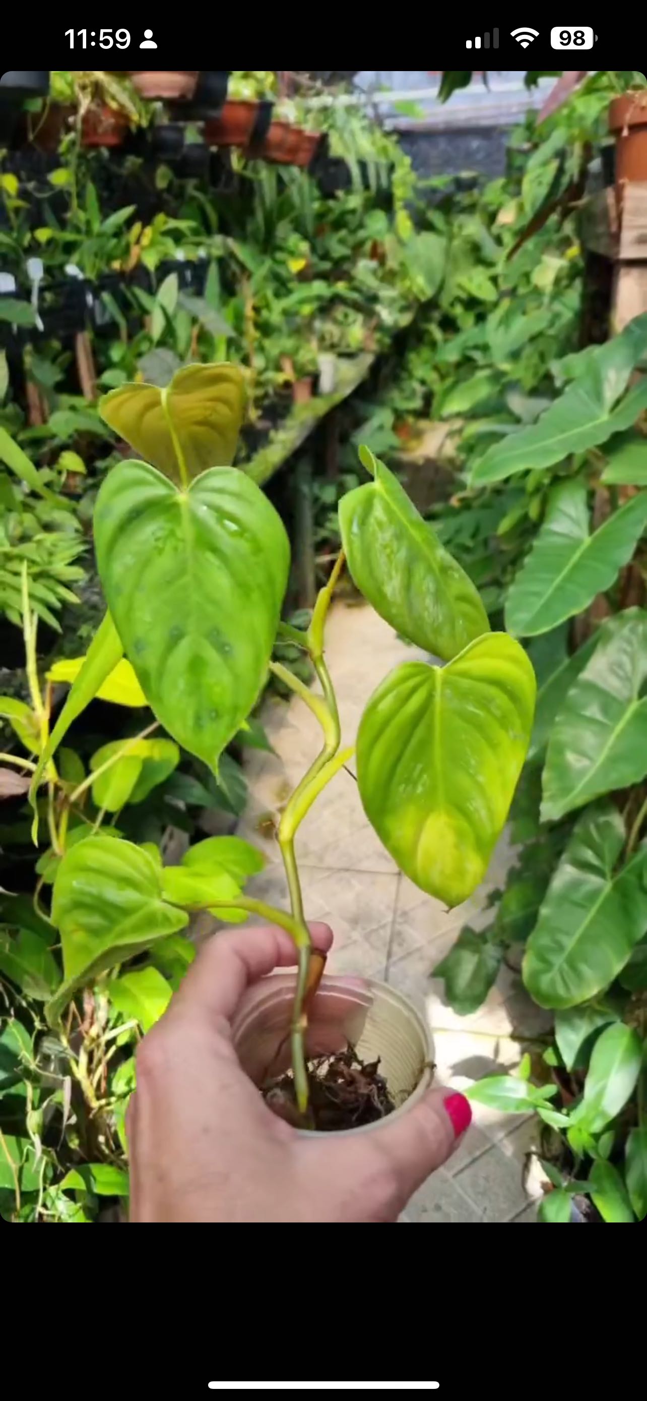 Keep Your Rudolph Philodendron Alive: Light, Water & Care Instructions