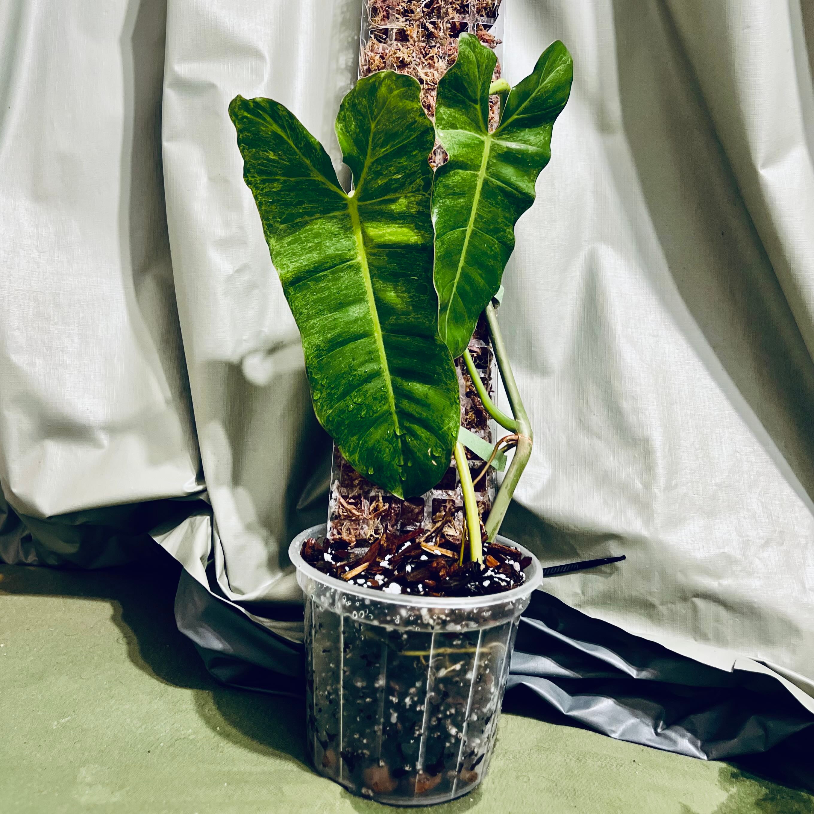 philodendron silver stripe Plant Care: Water, Light, Nutrients | Greg App 🌱