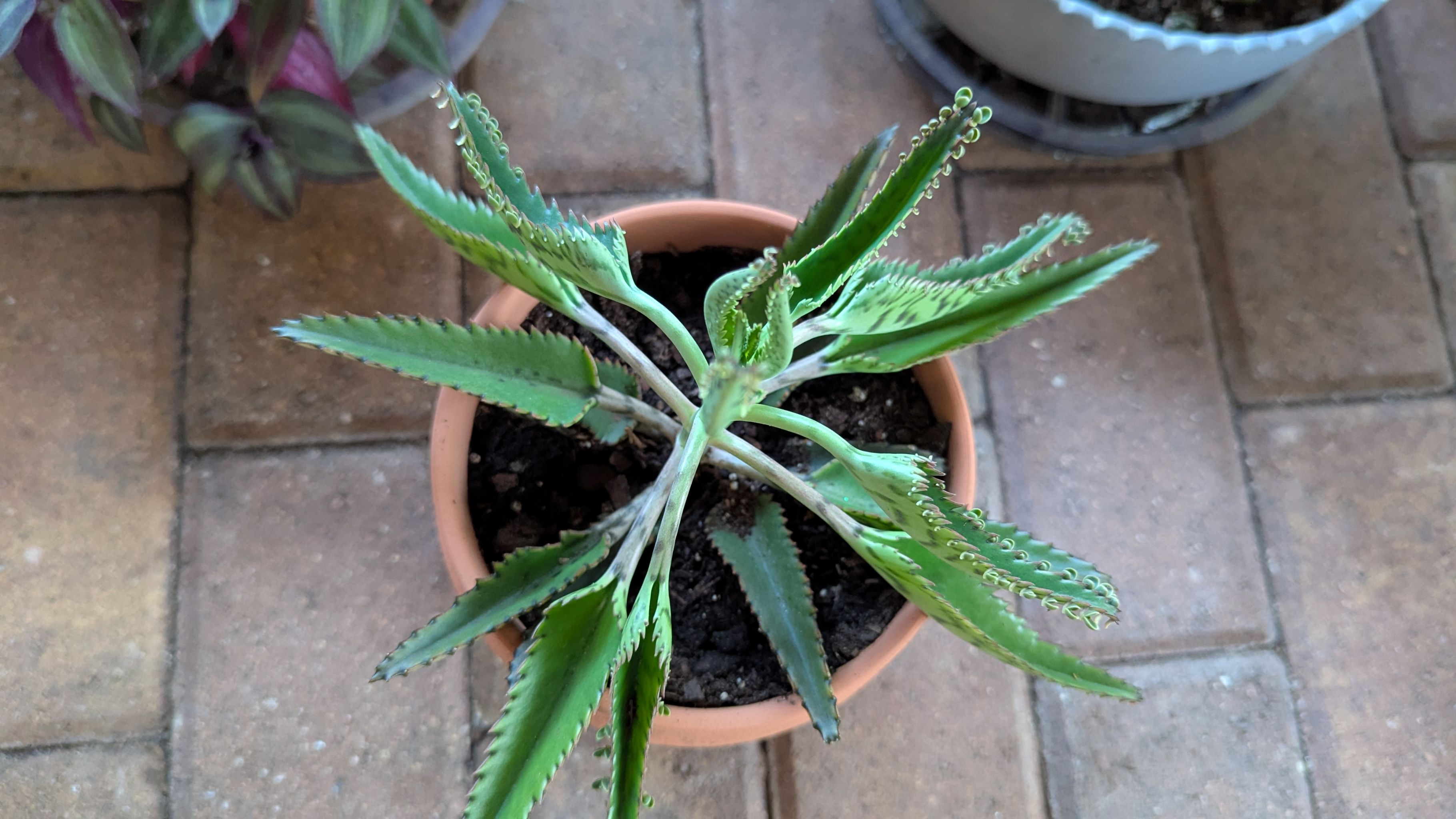 What is it please?