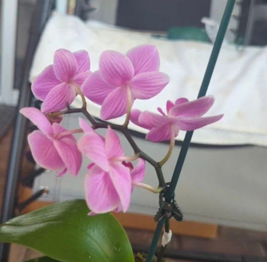 👑 Key Milestones in Princess Vine Growth