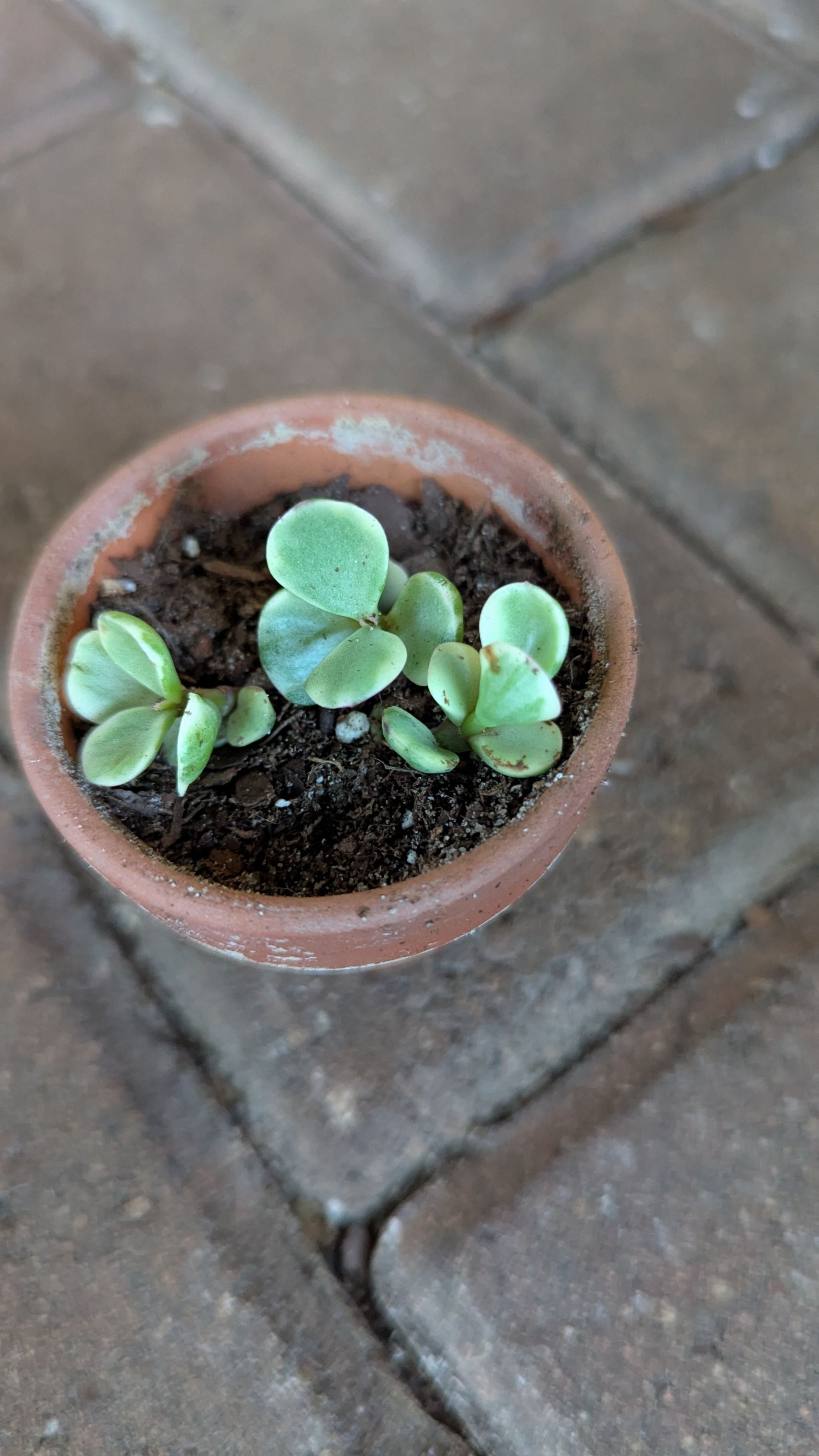 Portulaca molokiniensis 'Maraca' Plant Care: Water, Light, Nutrients ...