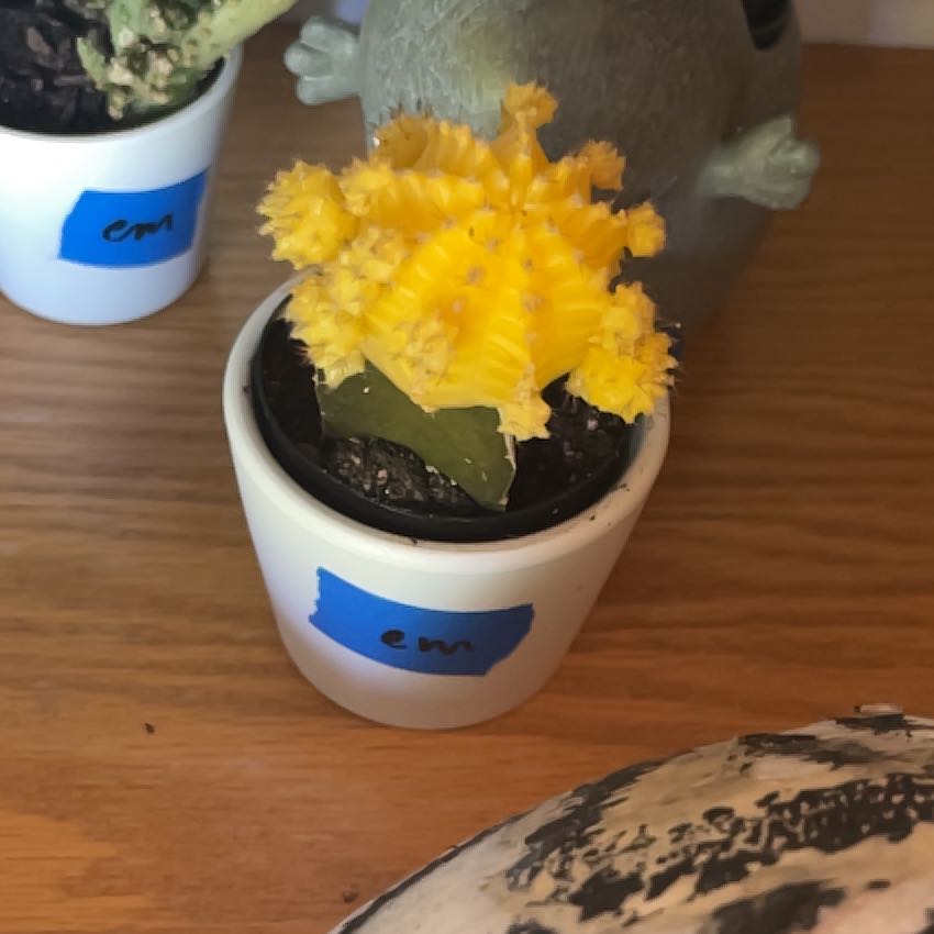 em’s moon cactus | A plant by @plantman2000 on Greg