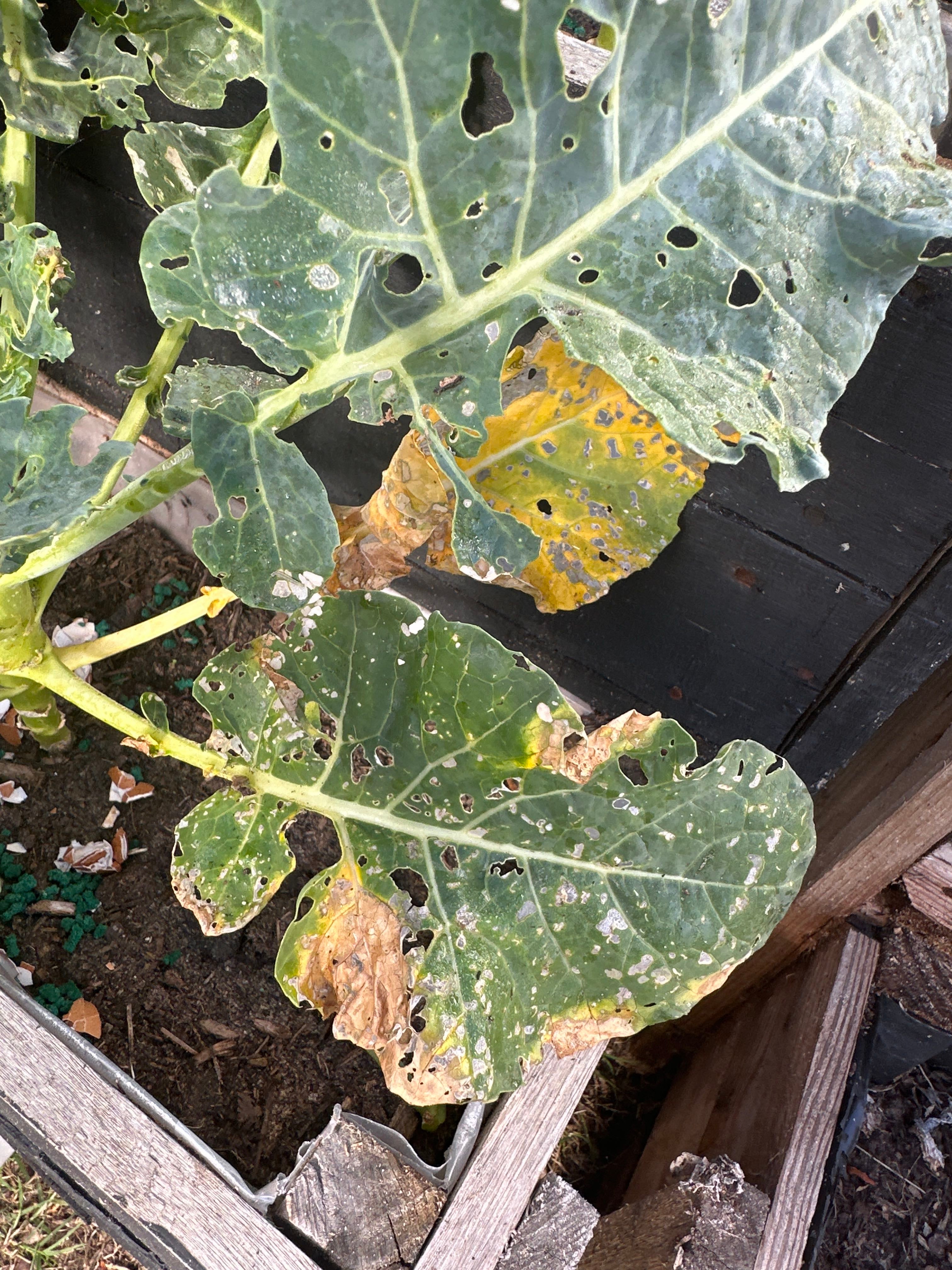HELP what is eating and causing my broccoli to look like ...