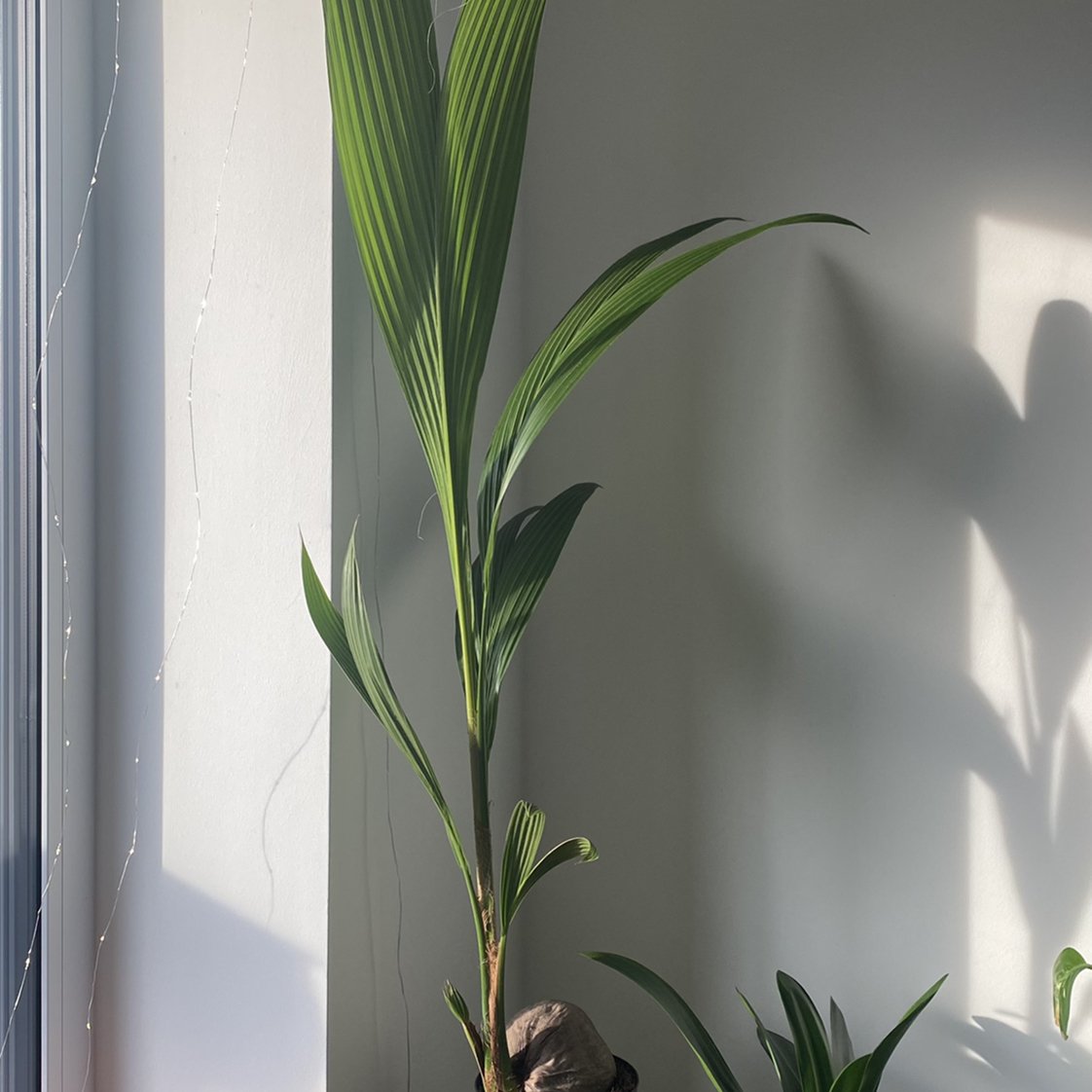 🥥 Coconut - Fertilizing 101