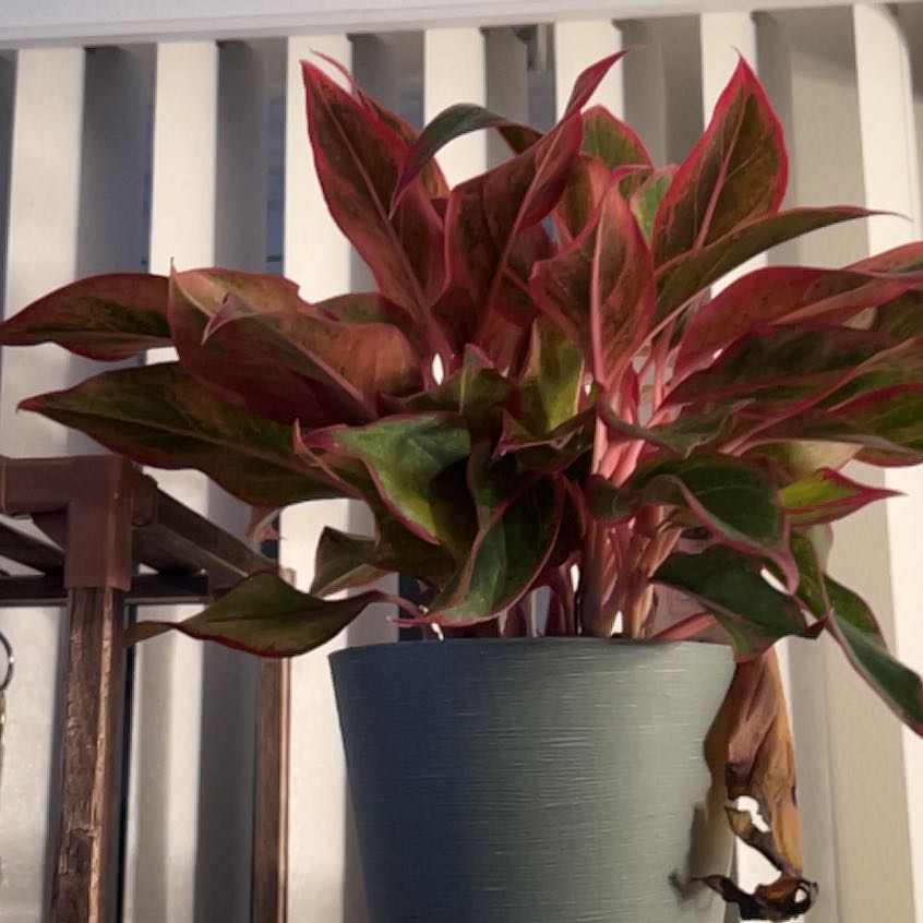 Homer | A plant by @AdmiredPepino on Greg