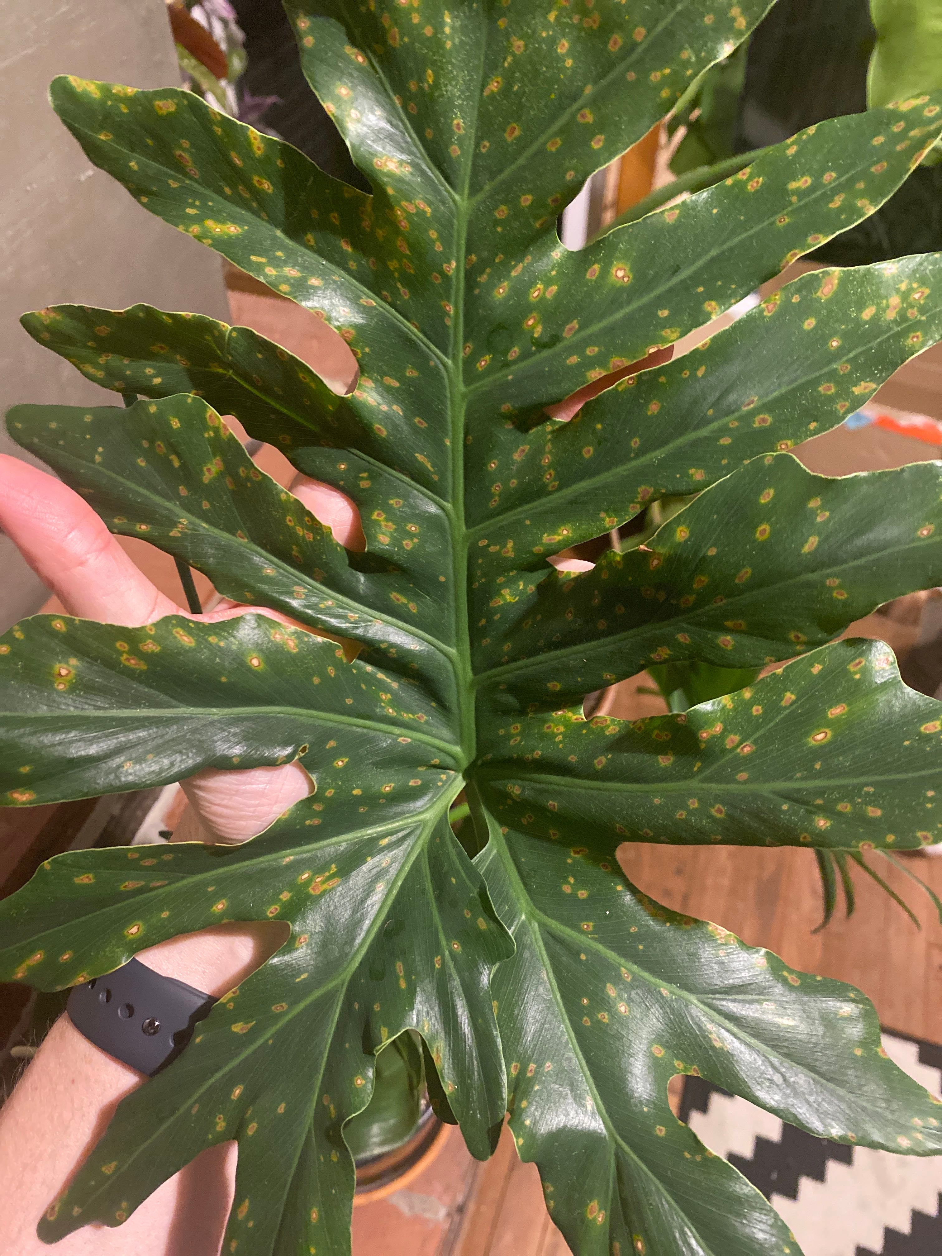 Split Leaf Philodendron Plant Care: Water, Light, Nutrients | Greg App 🌱