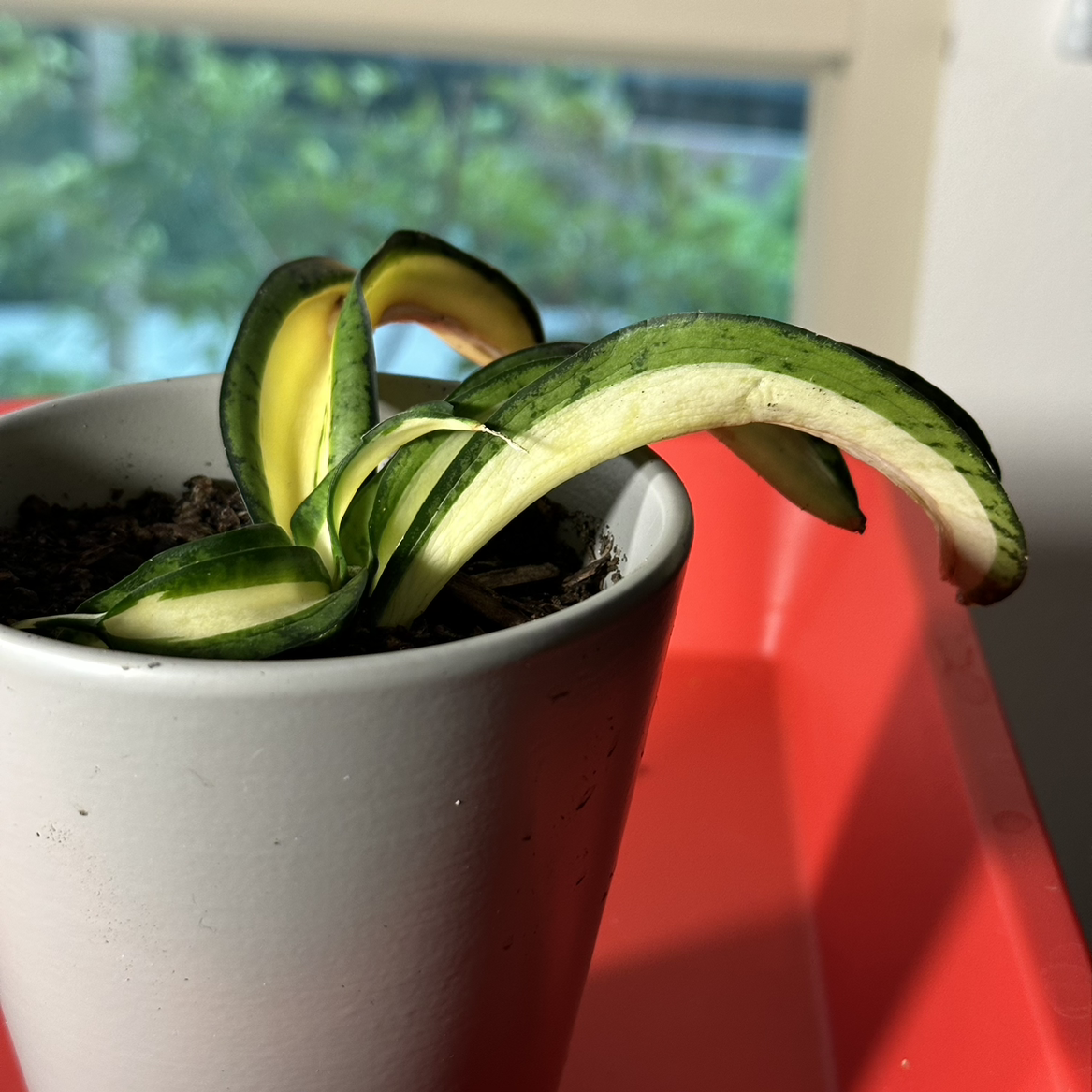 Snake Plant 'Golden Wendy' Plant Care: Water, Light, Nutrients | Greg App 🌱