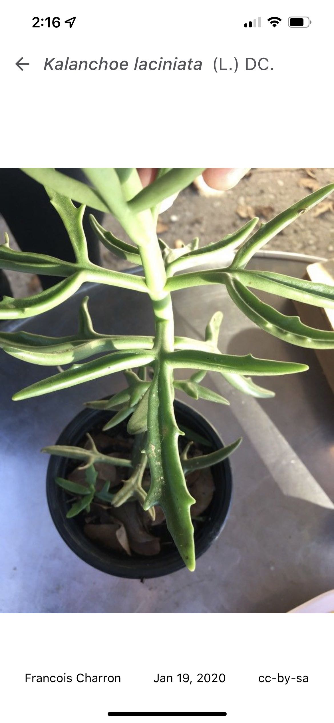 Can you identify 'Spike' the plant?