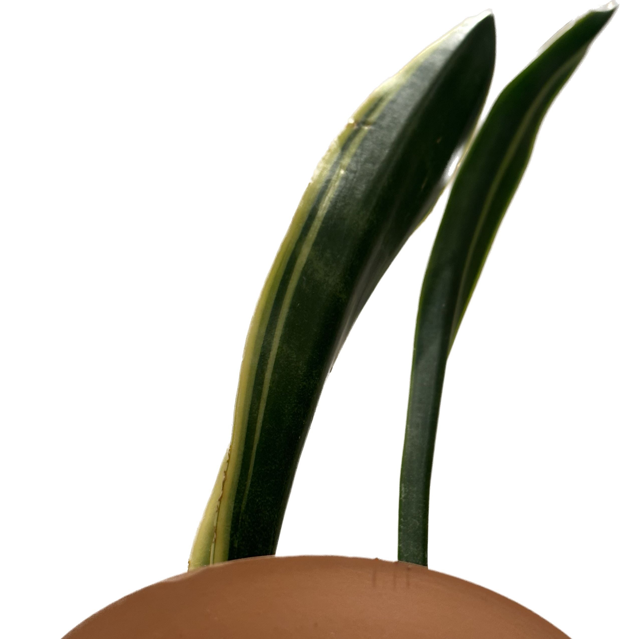 Snake Plant Lillian True Plant Care: Water, Light, Nutrients | Greg App 🌱