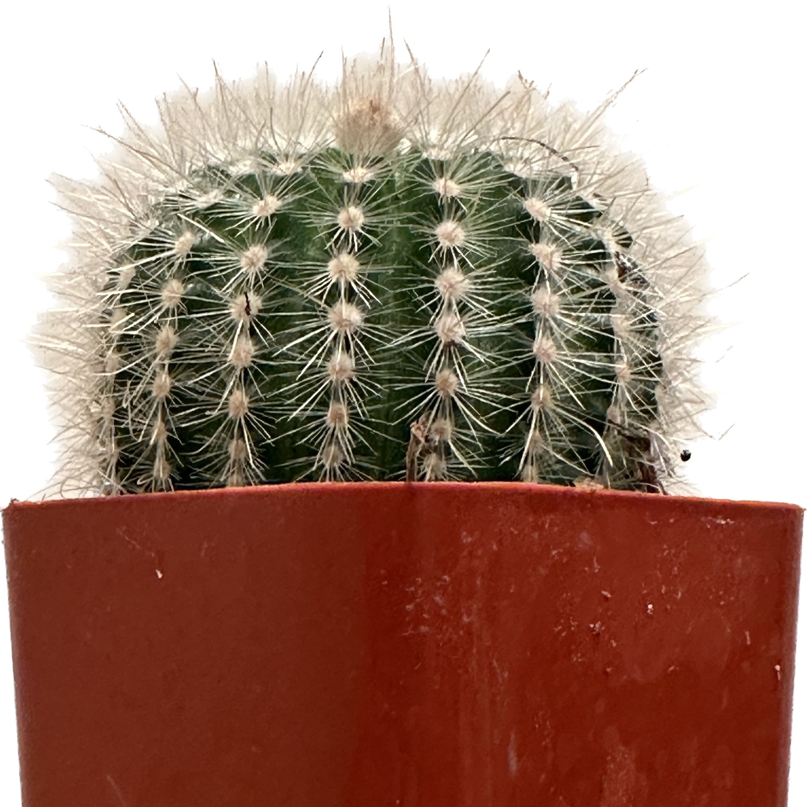 How Can You Tell If A Silver Ball Cactus Is Dying?
