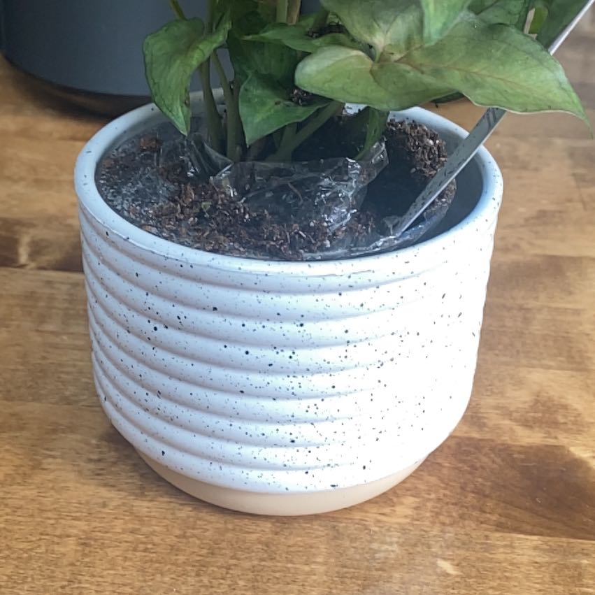 Cari | A plant by @BossAthelpine on Greg