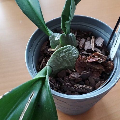 Turtle Shell Orchid Plant Care: Water, Light, Nutrients | Greg App 🌱