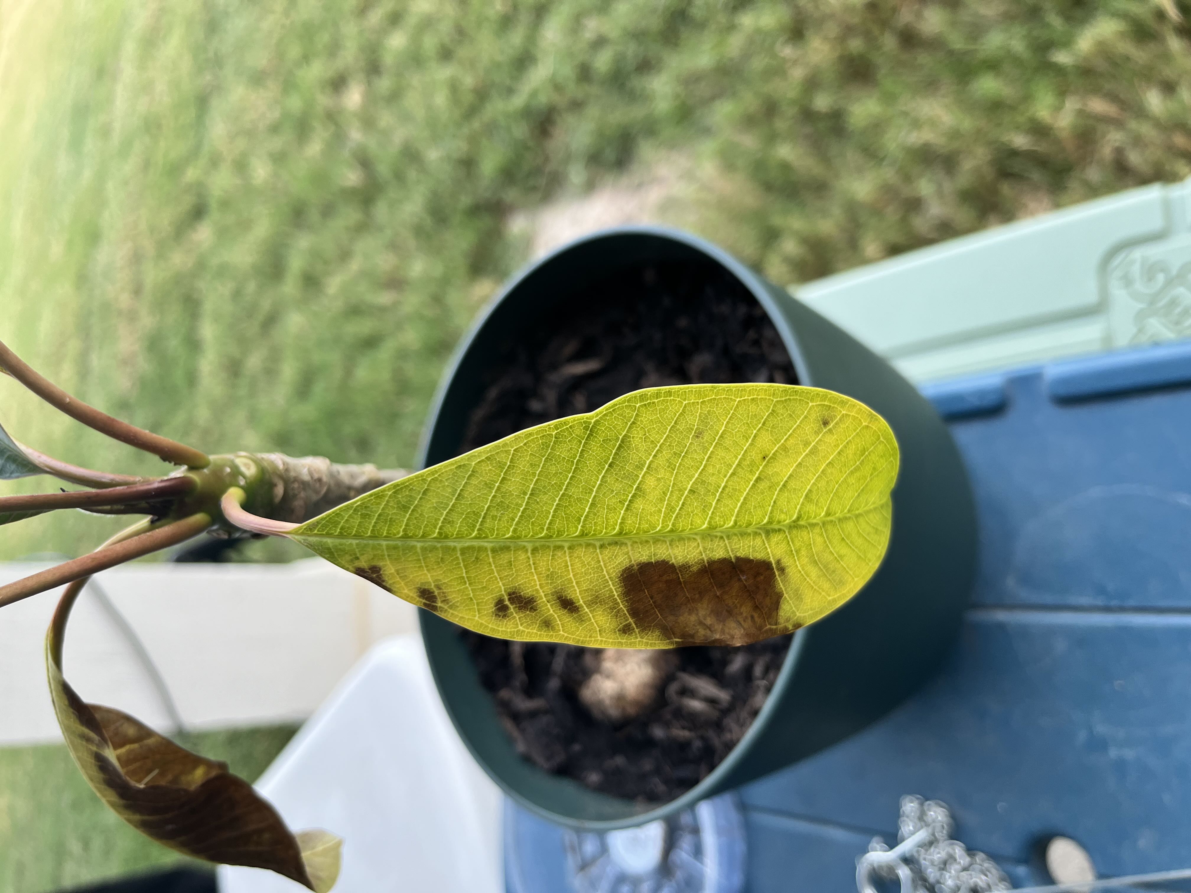 ☀️ Common Frangipani Problems and Solutions