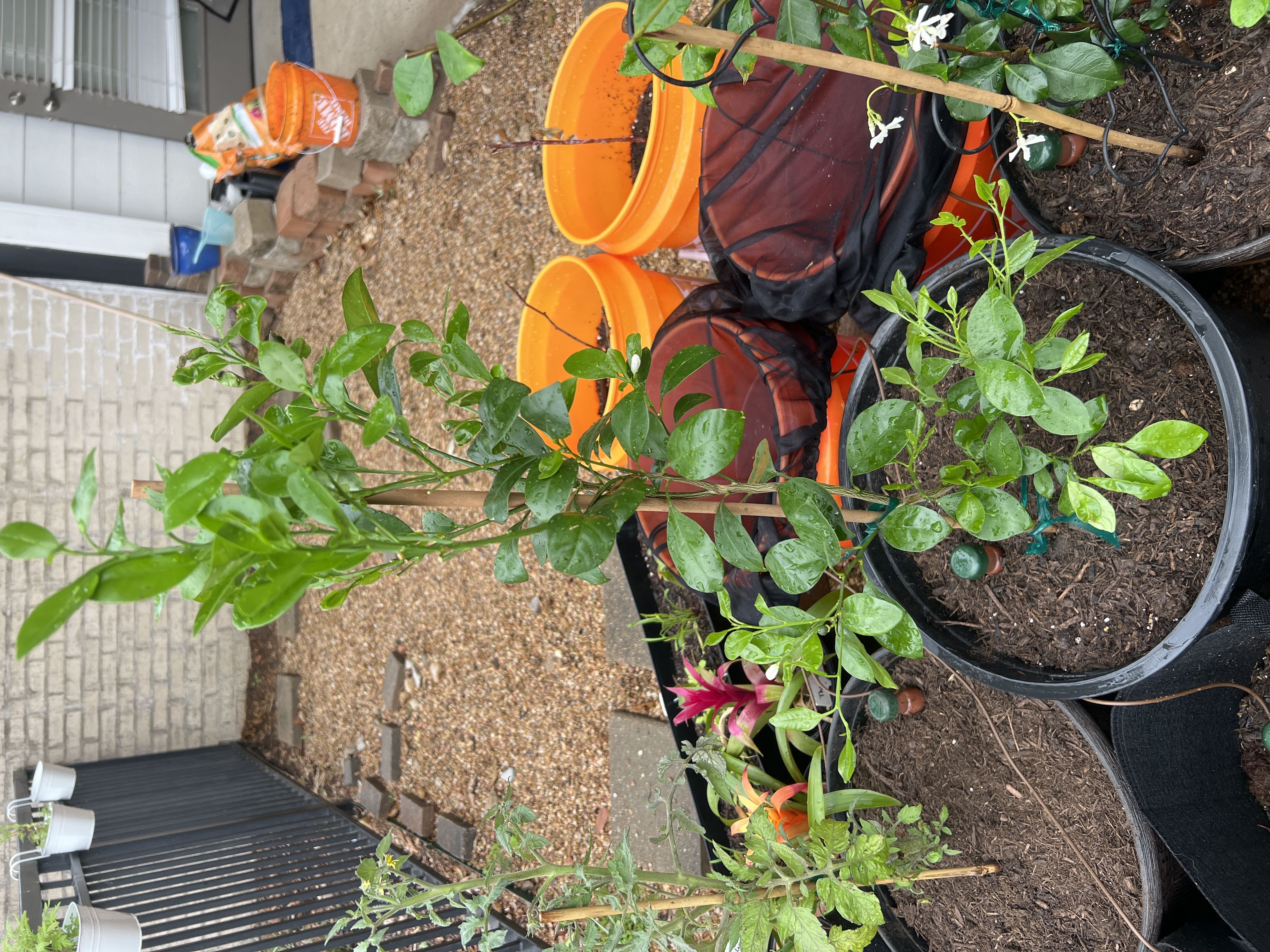 Calamansi Plant Care: Water, Light, Nutrients | Greg App 🌱