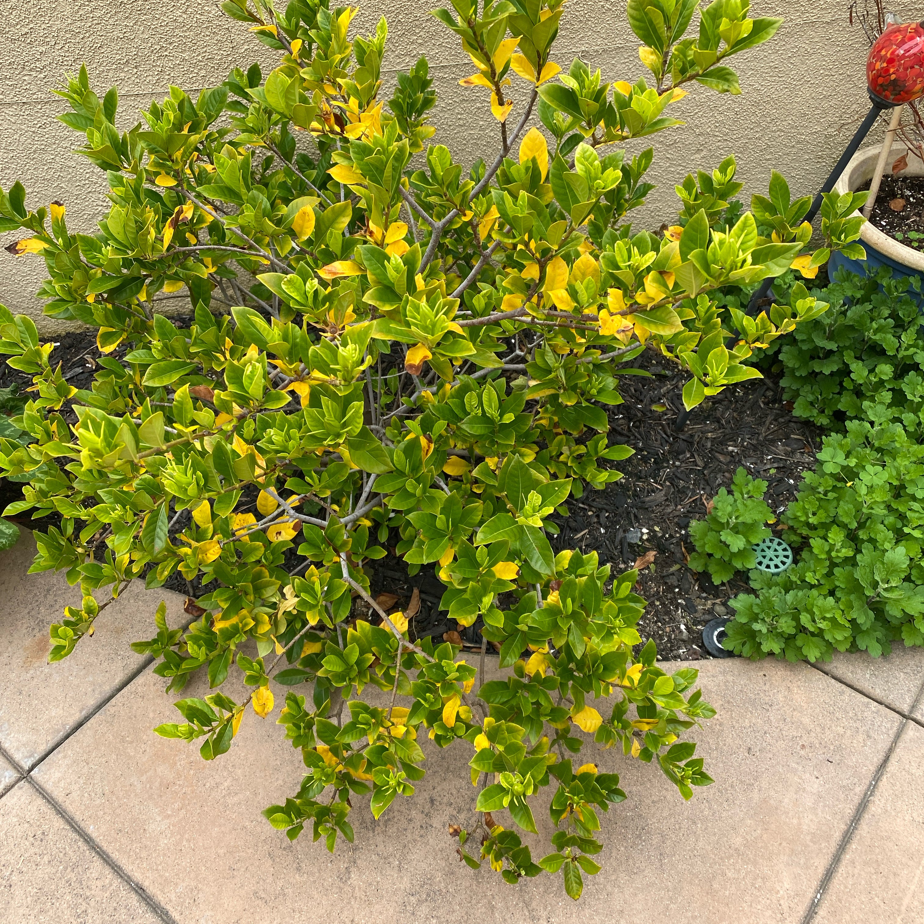 Why Are My Gardenia volkensii Leaves Curling?