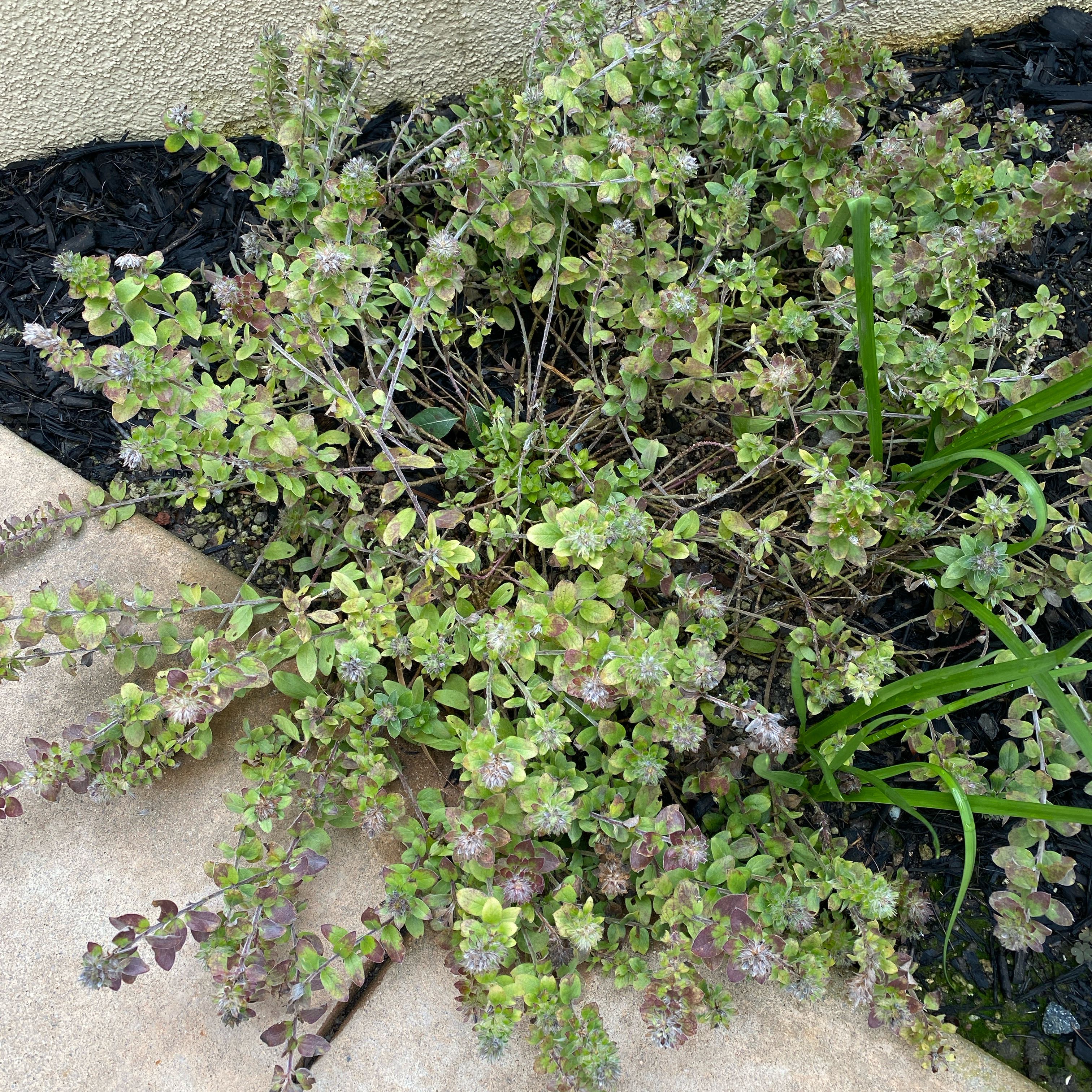 The Complete Western Waterleaf Plant Care Guide: Water, Light & Beyond