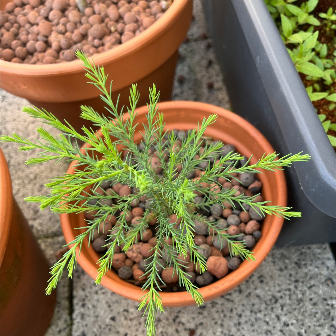 How to Propagate Your Giant Sequoia