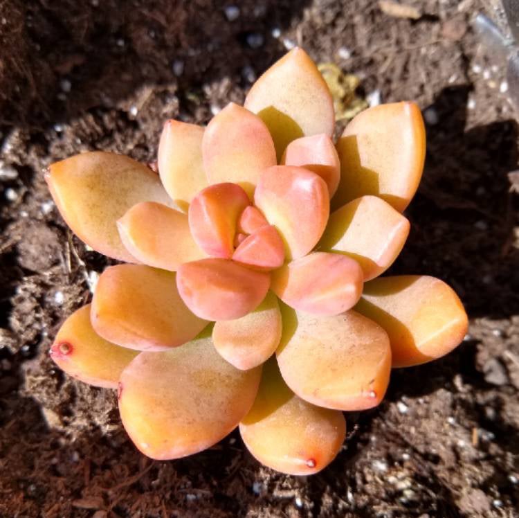 Sylvia Plant | A plant by @kitkat019 on Greg