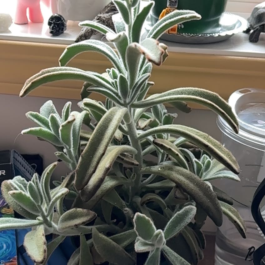 Gregarious | A plant by @ValidLovevine on Greg