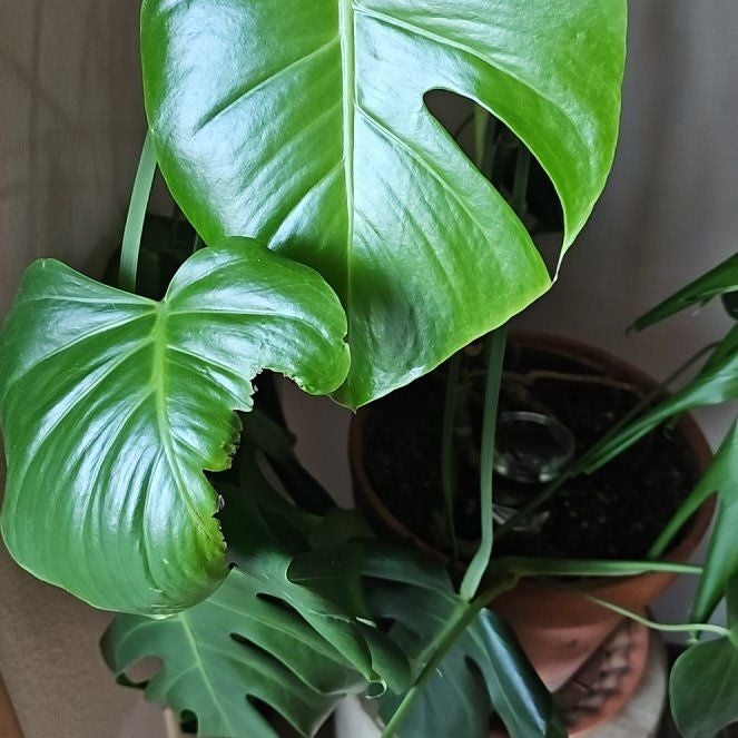 Leaf Erickson | A plant by @WiredAlocasia on Greg