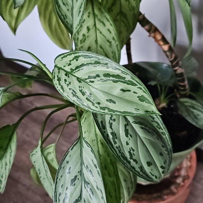 Captain Plant-it | A plant by @WiredAlocasia on Greg