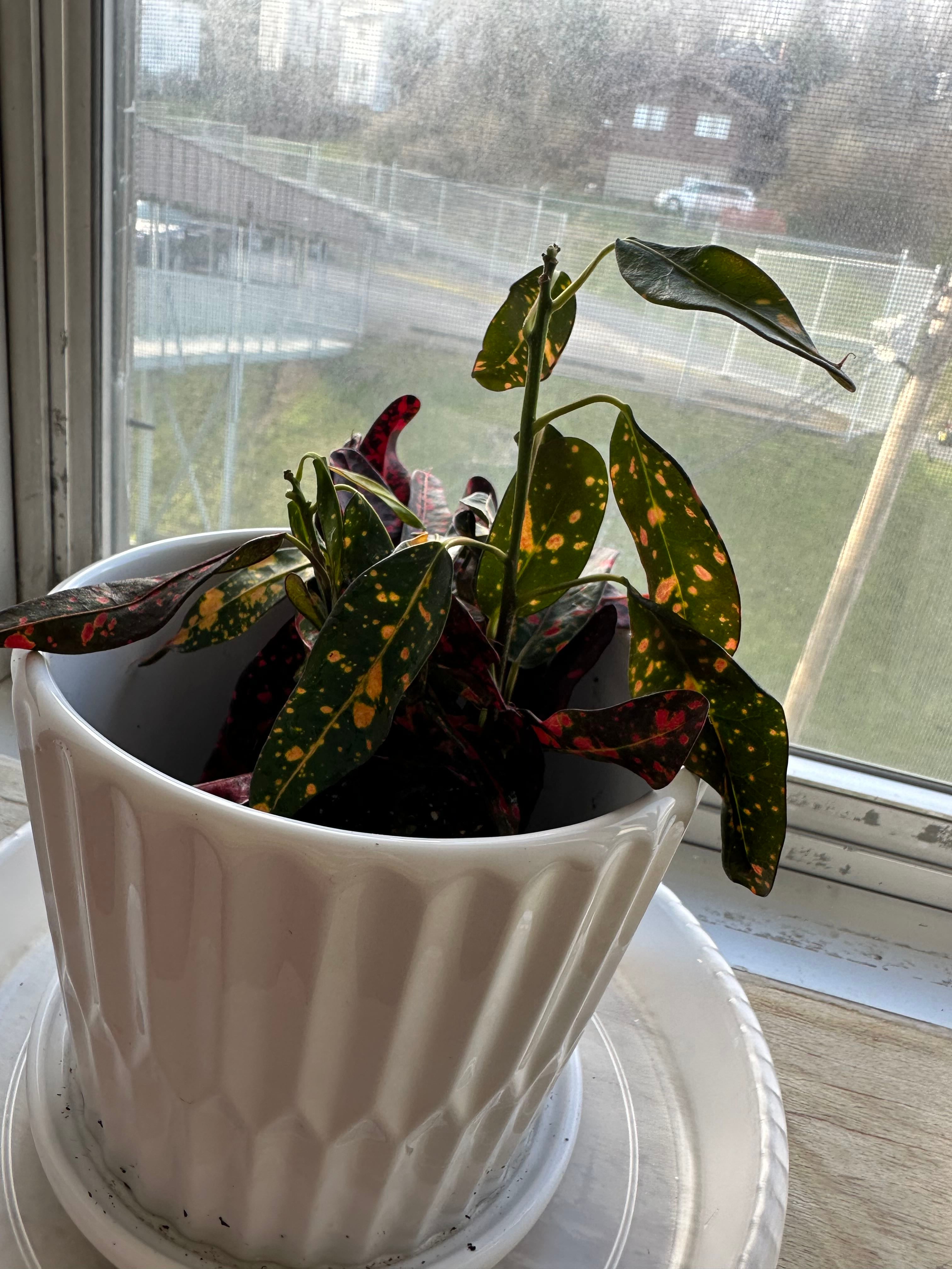 Gold Dust Croton Care 101: Water, Light & Growing Tips