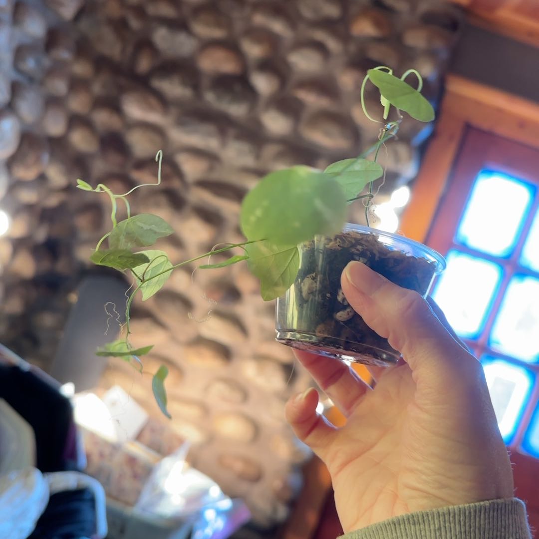 How to Care for Passiflora colinvauxii: Mastering Water, Sunlight & More