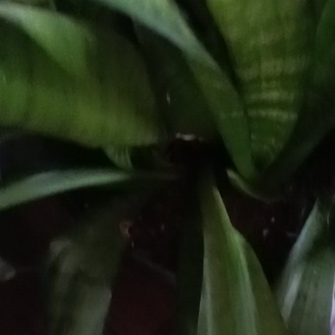 Muhammad Ali | A plant by @YesSnakesplant on Greg