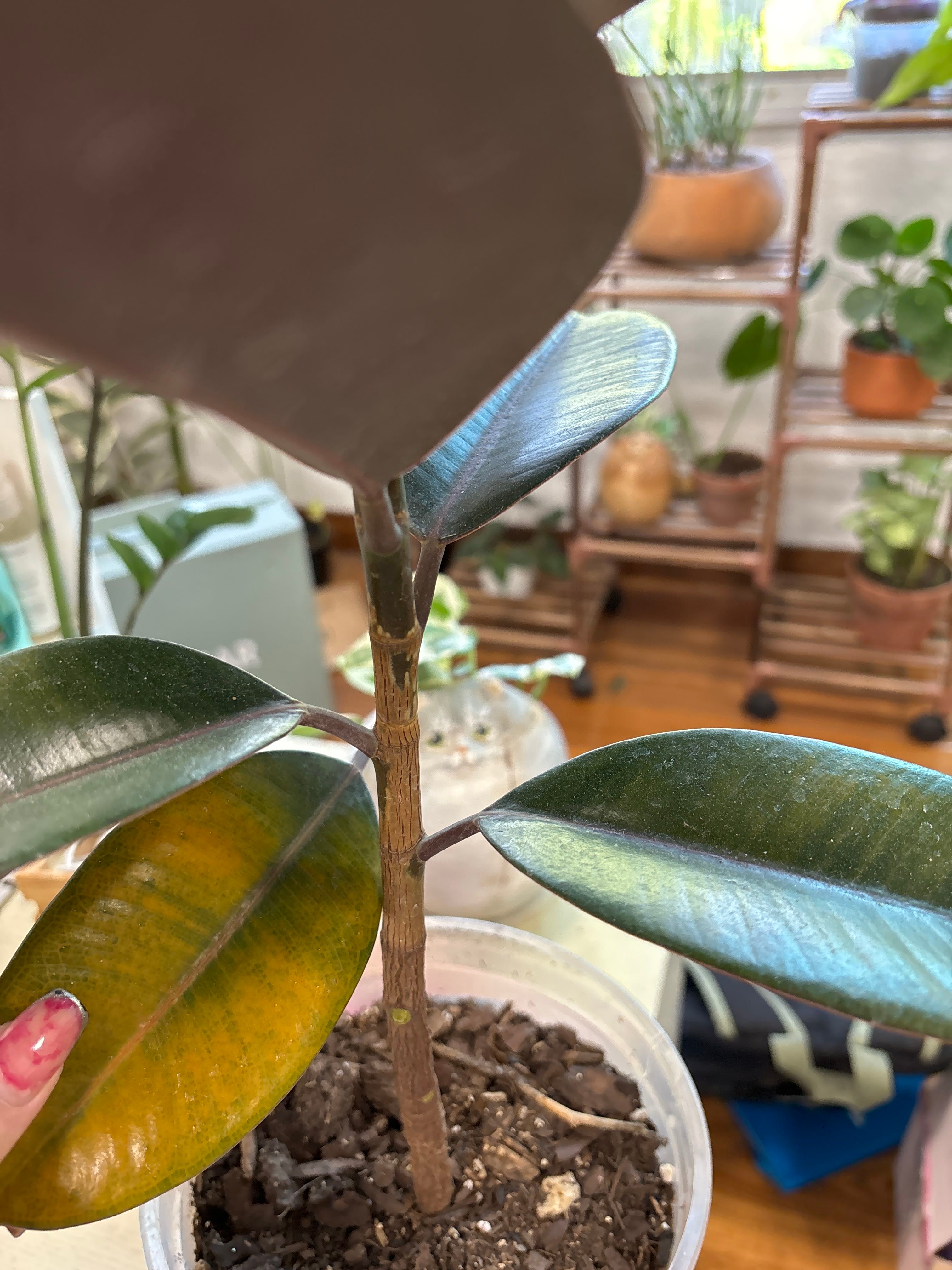 The Complete Tricolor Rubber Tree Plant Care Guide: Water, Light & Beyond