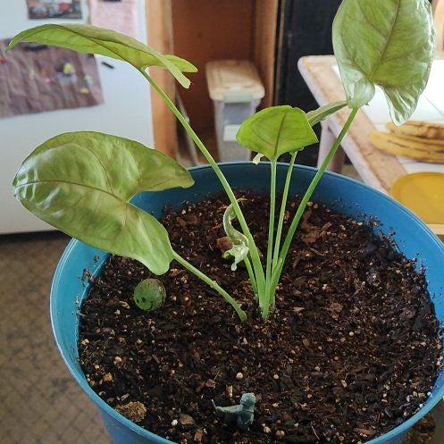 Gregarious | A plant by @RegalBrakefern on Greg