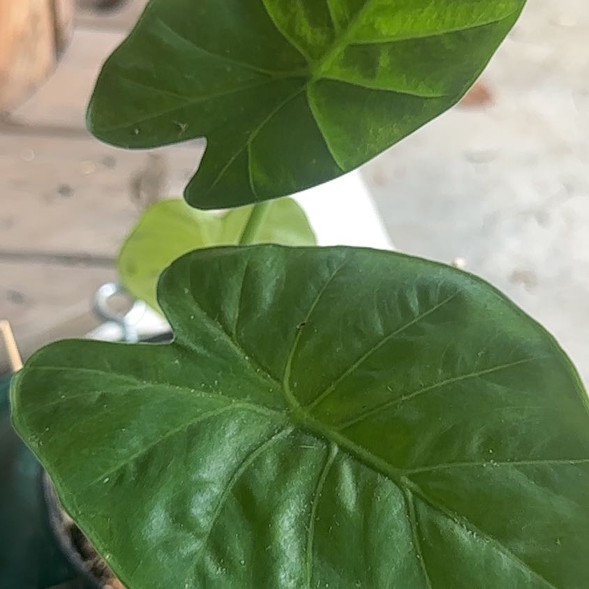 Light Requirements For Your Alocasia 'Calidora' by Season