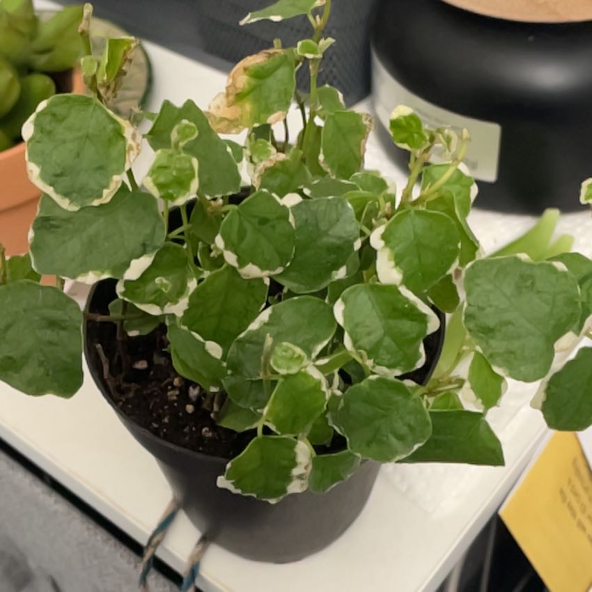 Captain Plant-it | A plant by @DearHaworthia on Greg