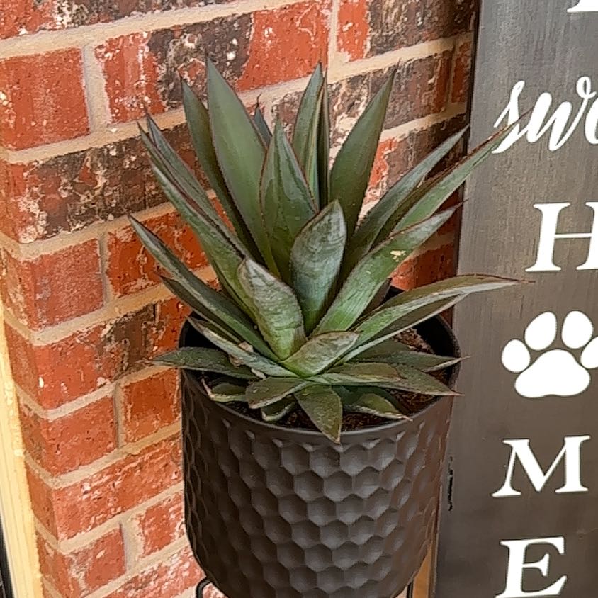 Why Are There Brown Spots on My Agave 'Blue Glow' Leaves?