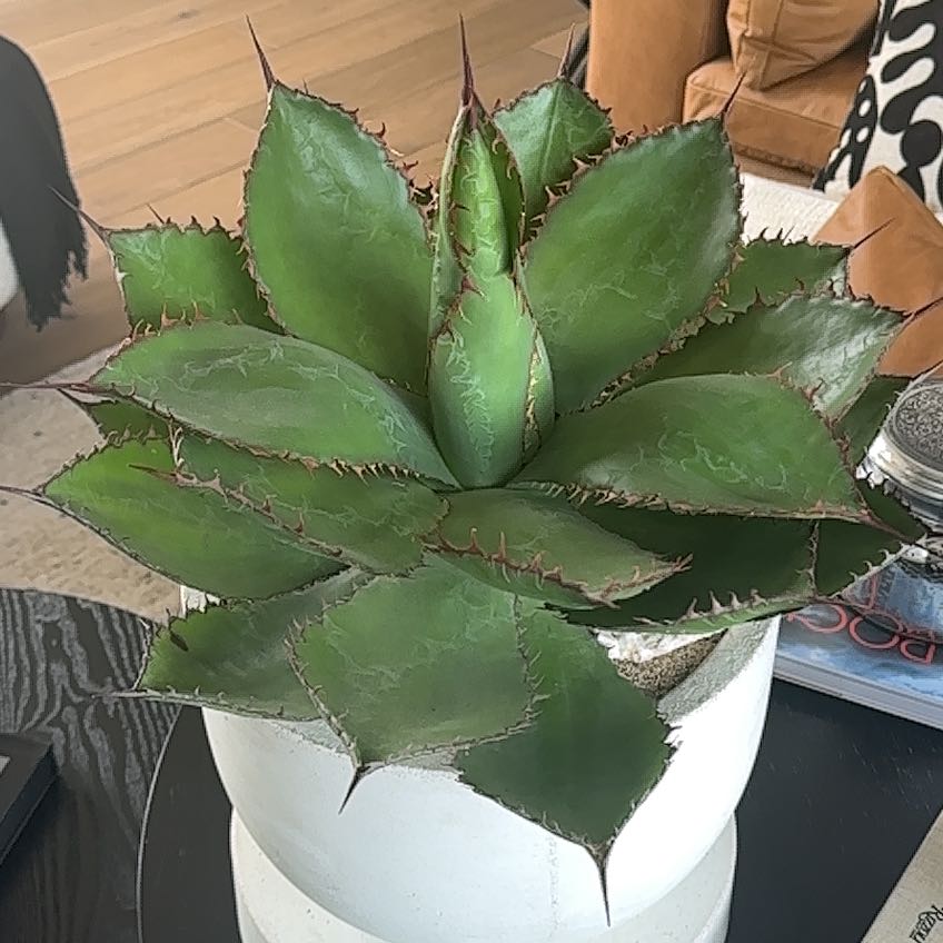 Propagating Your Coastal Agave: Step-by-Step Guide