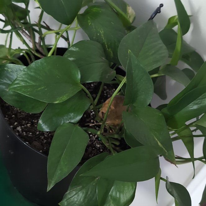 Luna | A plant by @ExecBogbirch on Greg