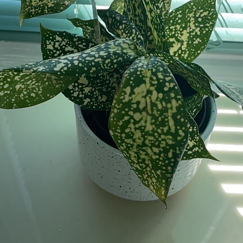 Dax | A plant by @BossLambsear on Greg