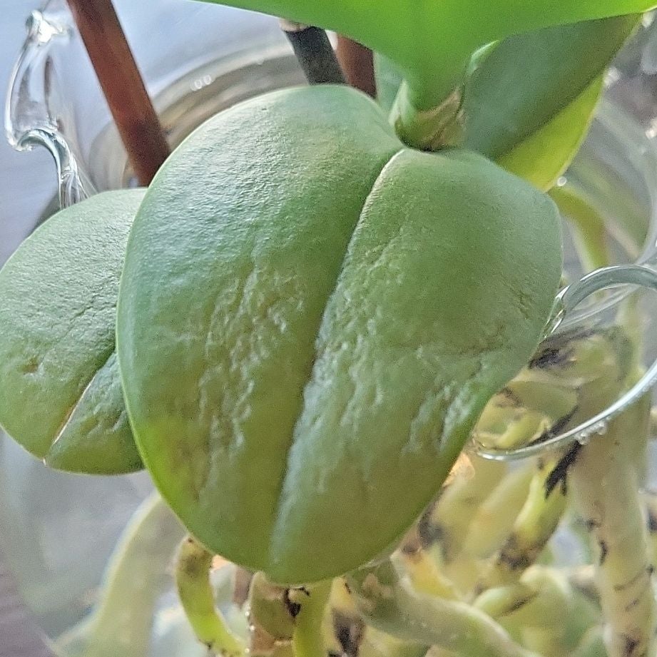 Orchid leaves look wrinkled