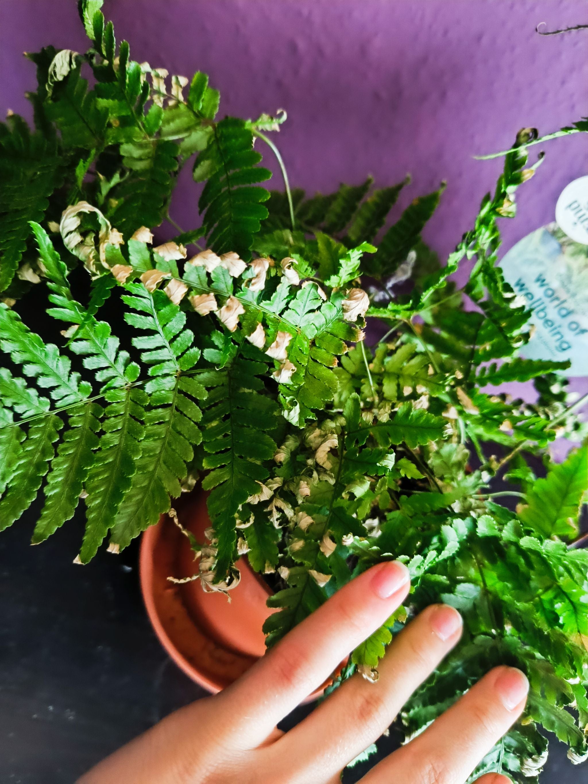 How to Get a Leatherleaf Fern to Bloom