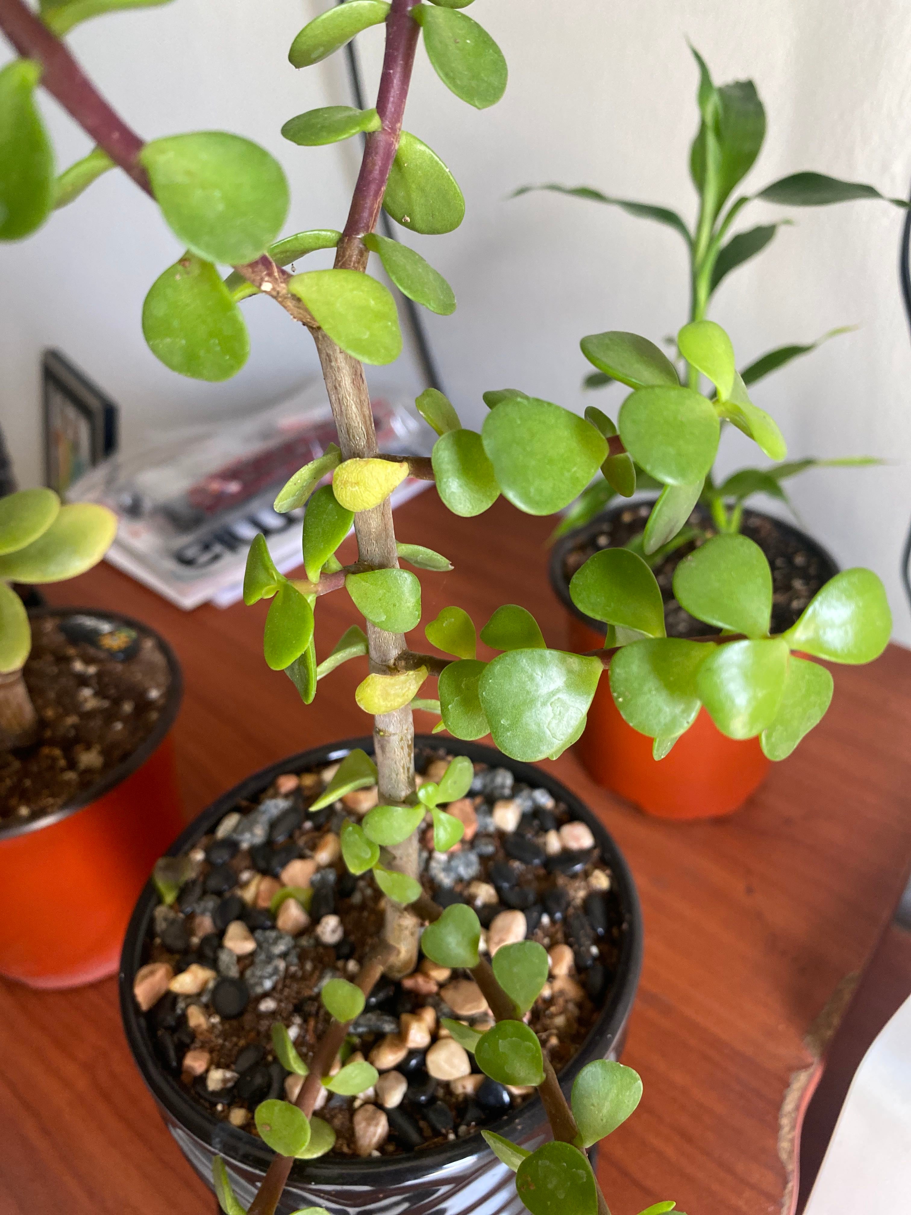 Burley Dracaena Plant Care: Water, Light, Nutrients | Greg App 🌱