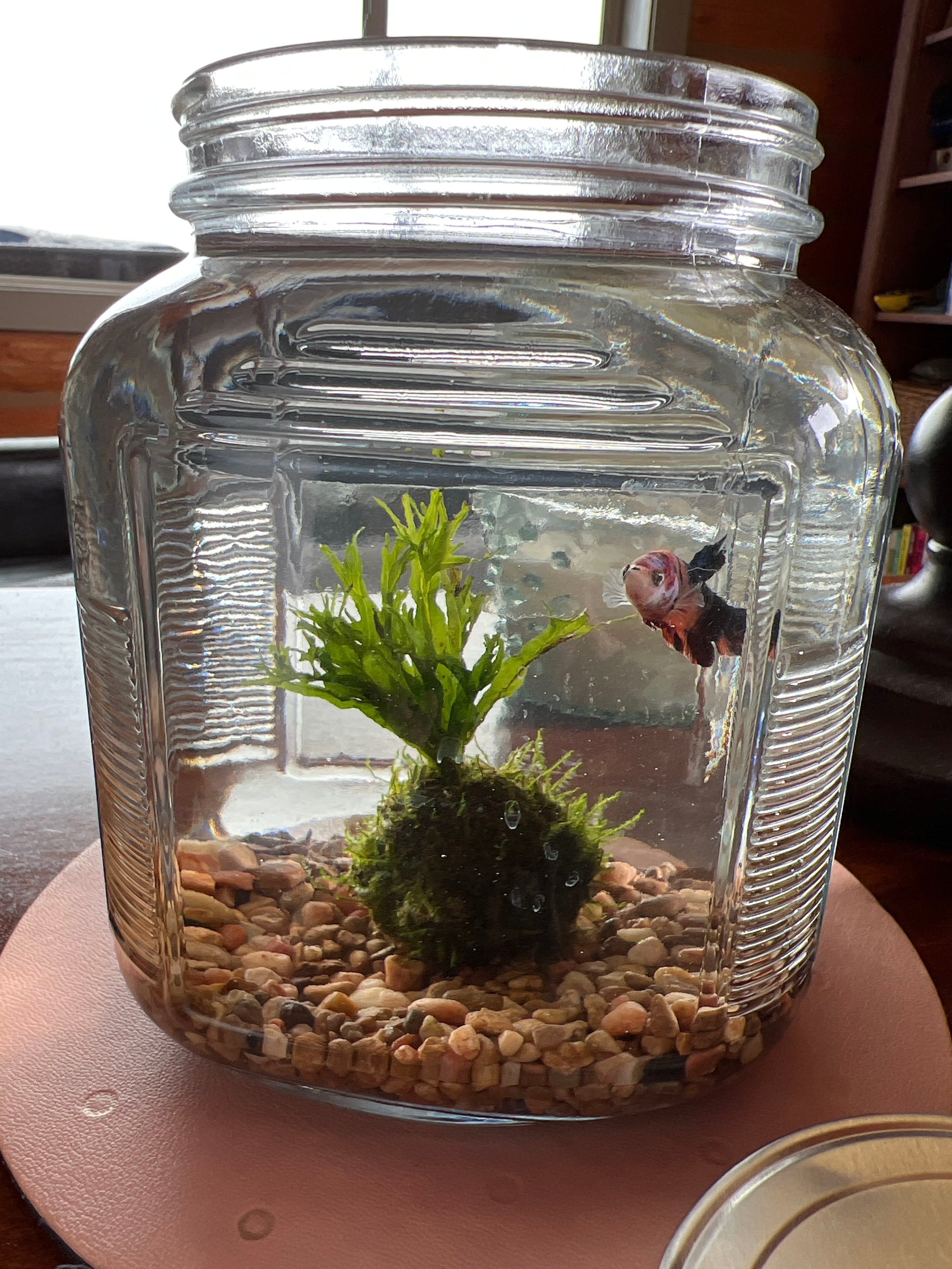 💧 4 Tips to Save Your Java Moss from Dying