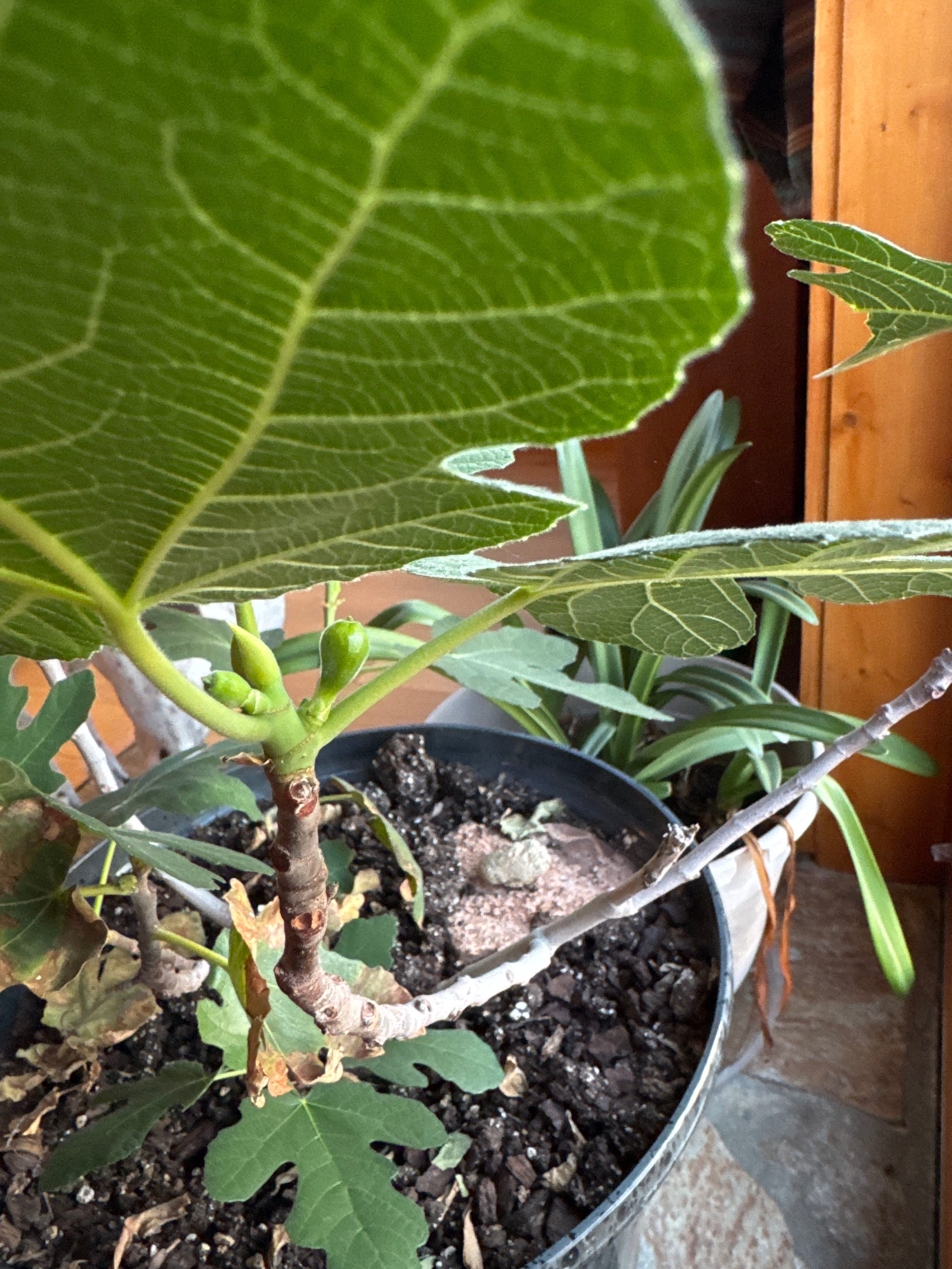 Understanding What It Means When Your Fig Tree Blooms 🍑