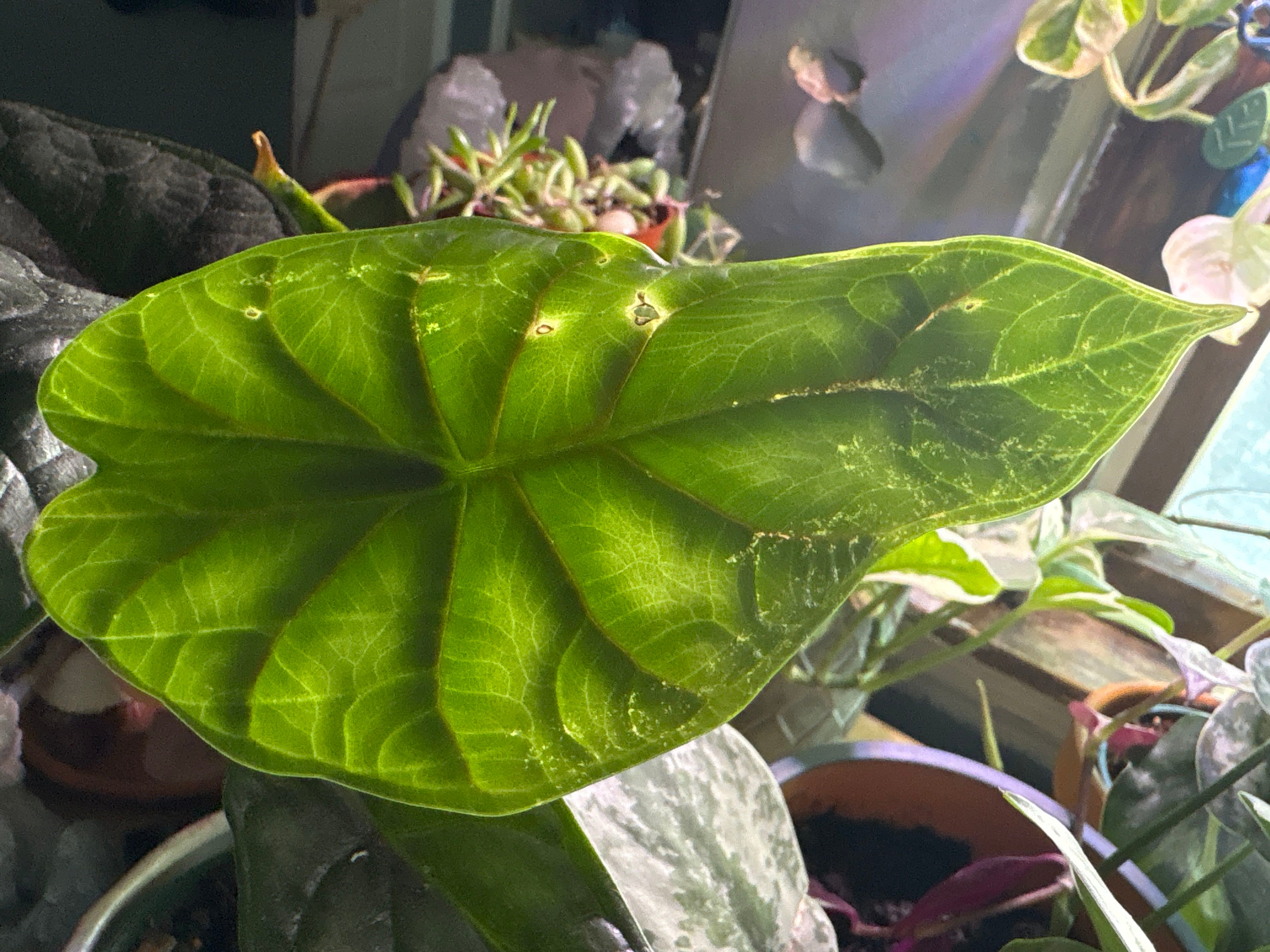 What is a Alocasia 'Mickey Mouse' Variegated? Complete Guide 🐭