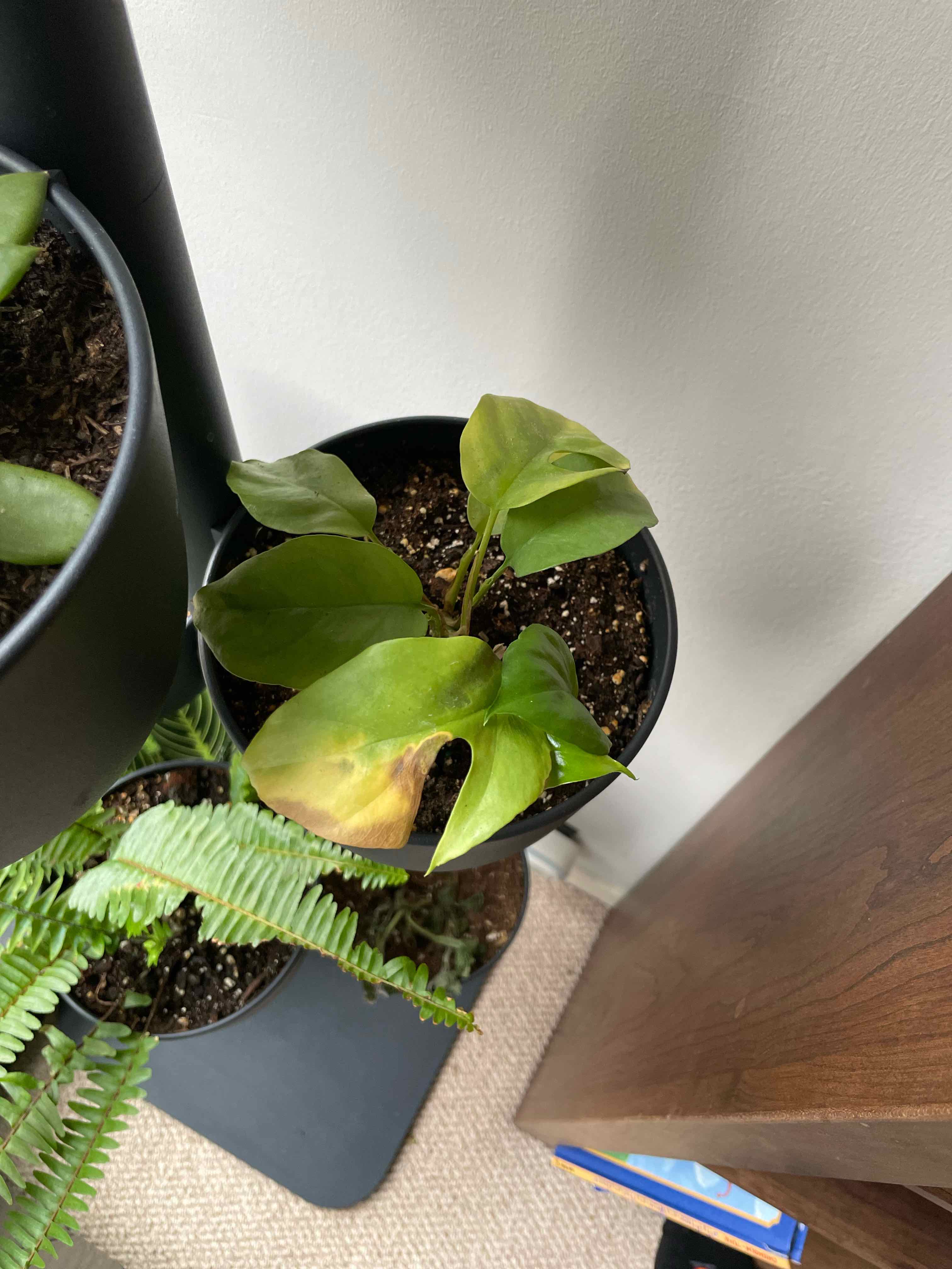 🤢 Why Are There Brown Spots on My Rhaphidophora foraminifera?